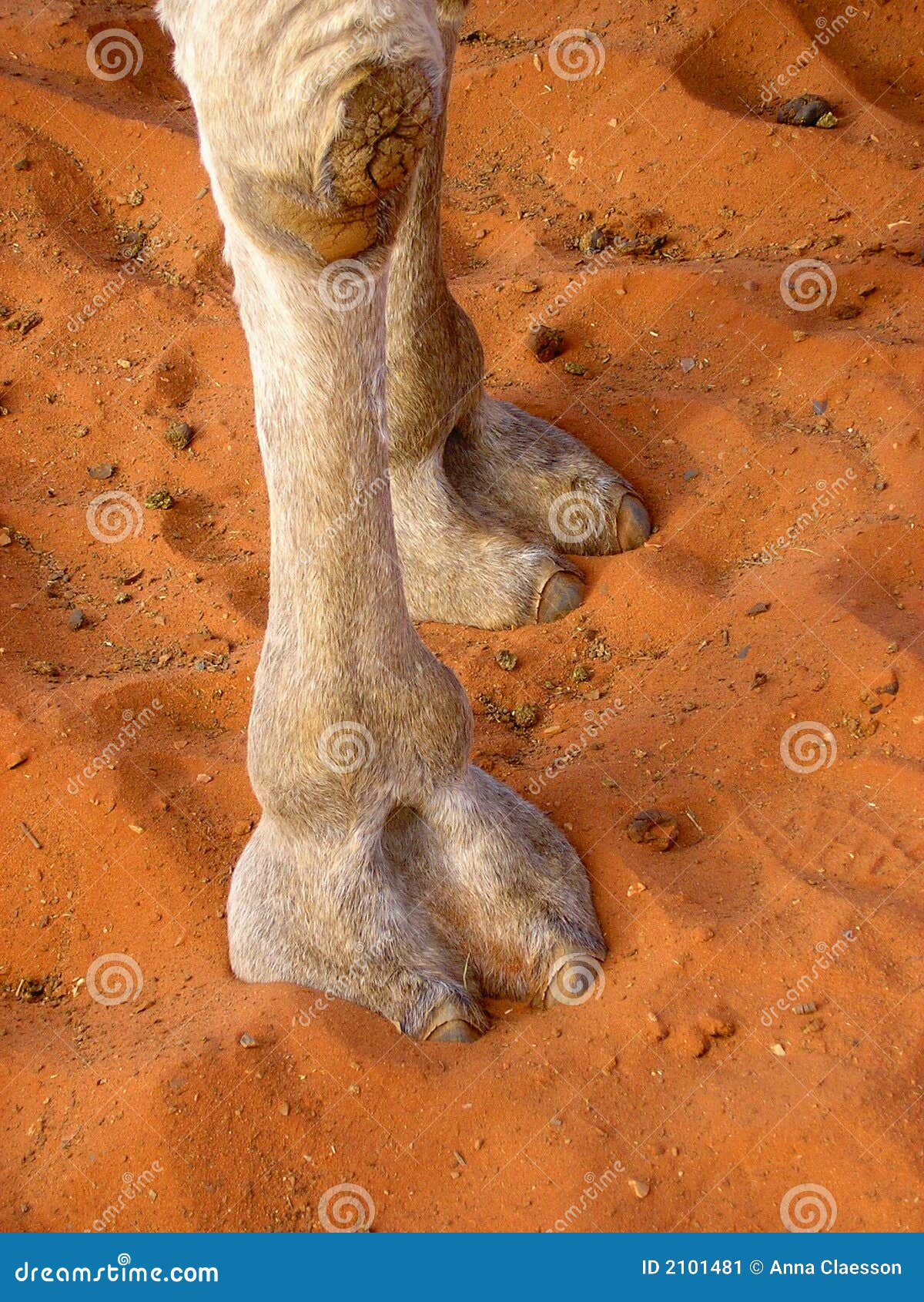 Pés grandes imagem de stock. Imagem de vermelho, pés, animal - 2101481