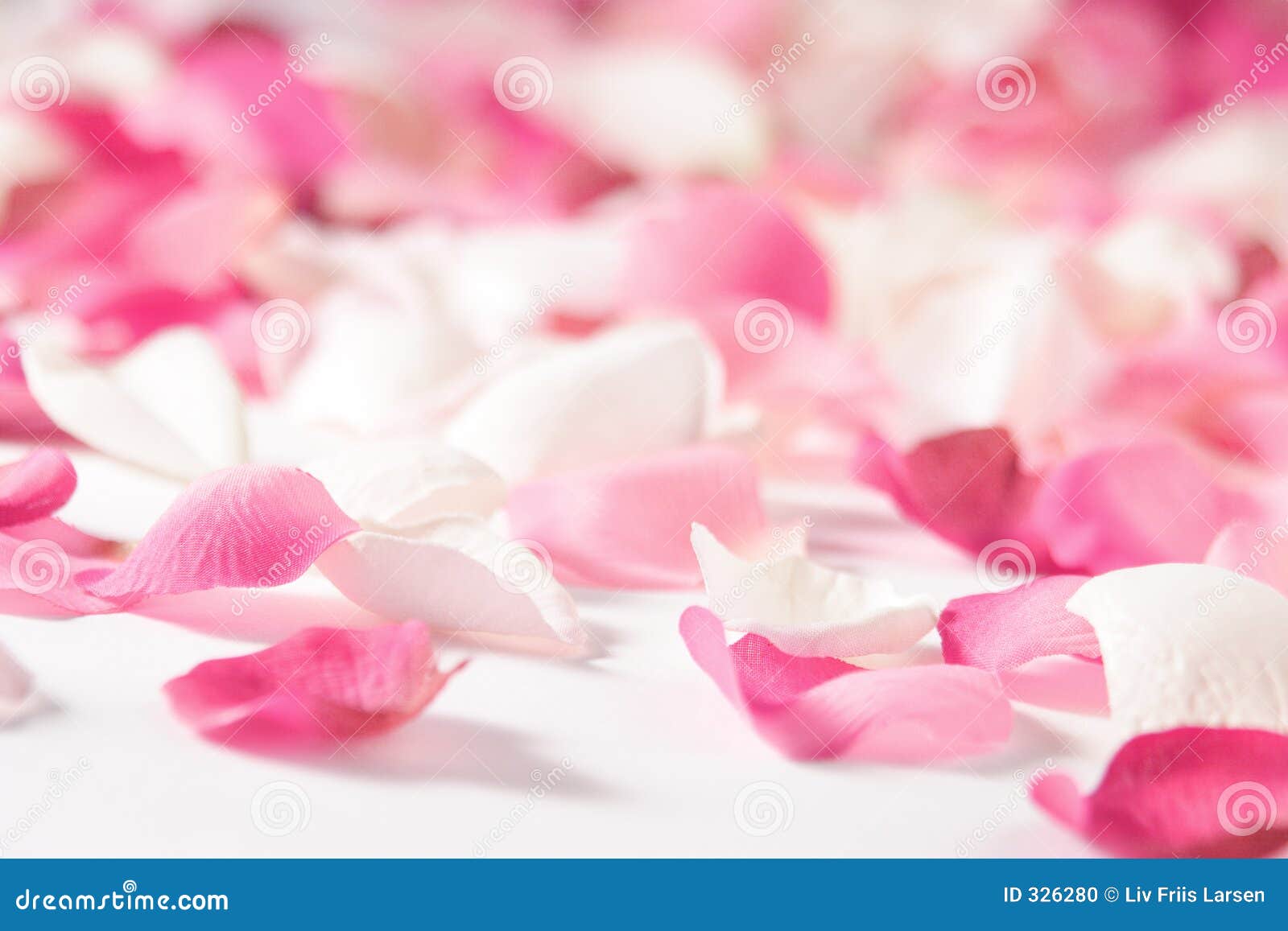 Pétalas De Rosa Foto de Stock - Imagem: 326280