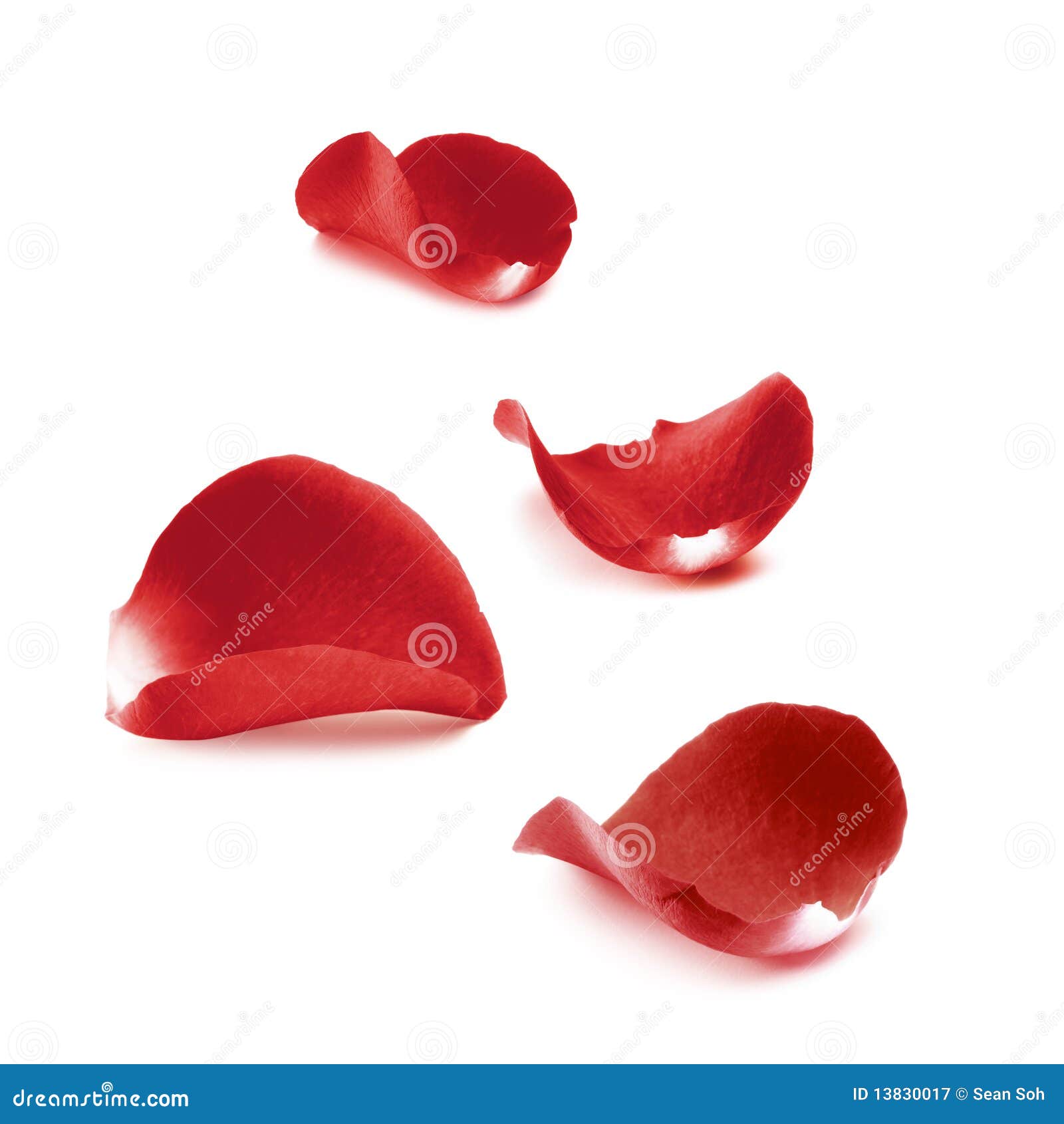 Pétale de Rose image stock. Image du blanc, pétale, pétales - 13830017