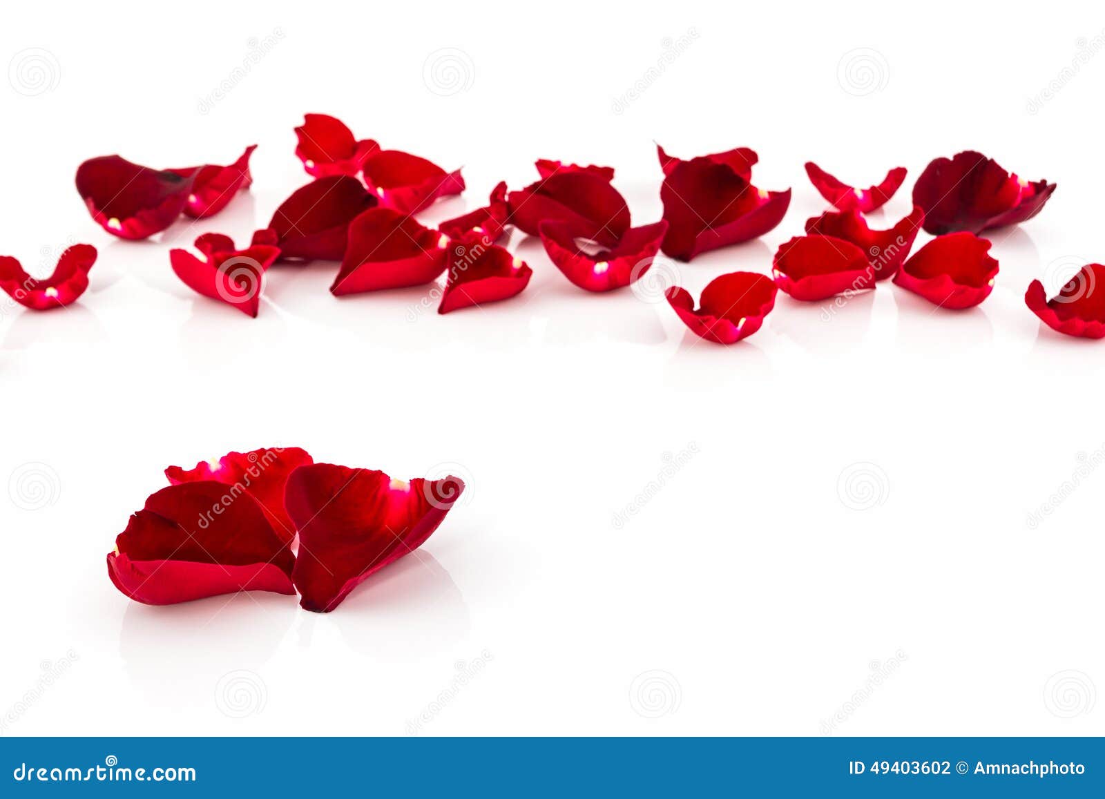 Pétale de rose de rouge photo stock. Image du romantique - 49403602