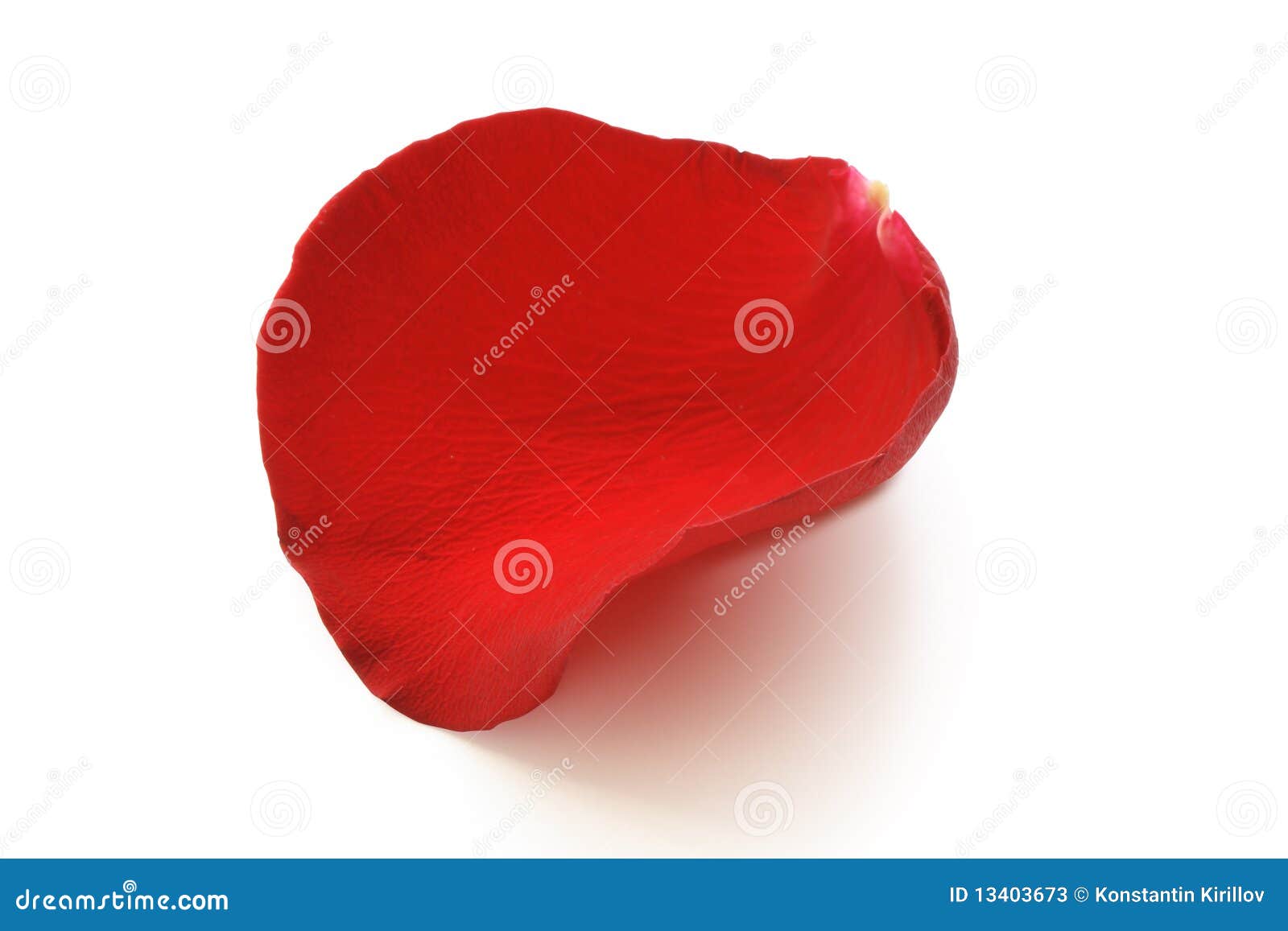 Pétale de Rose rouge image stock. Image du floral, rose - 13403673