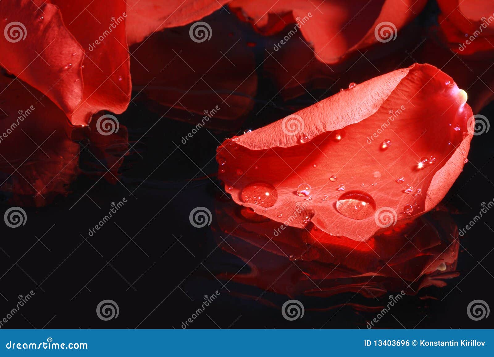 Pétale de Rose rouge photo stock. Image du isolement - 13403696