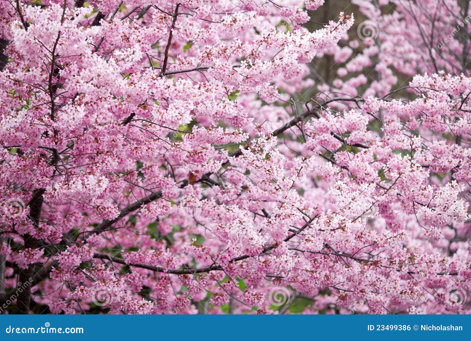 (P. Cv - Pink Lady Hybrid) Cherry Blossoms Stock Photo - Image of ...