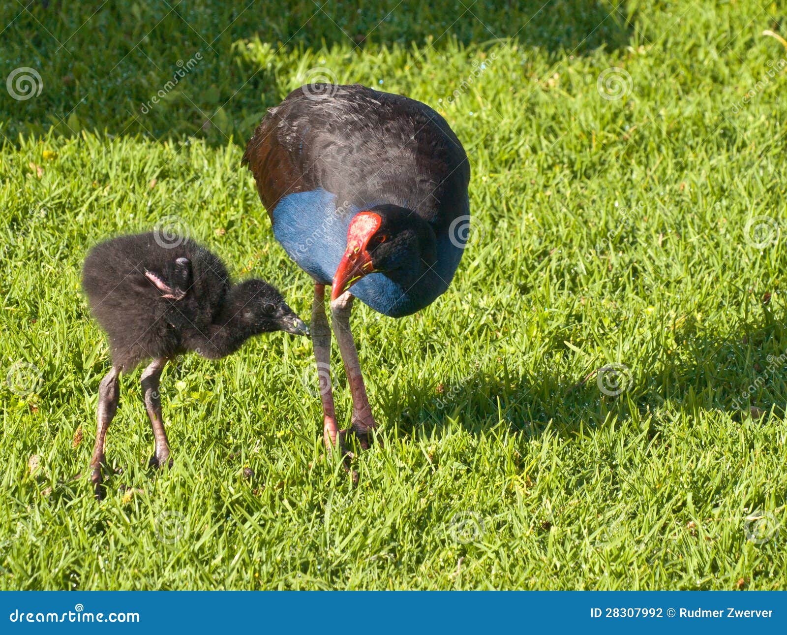 P?keko foto de stock. Imagem de wildlife, mola, primavera - 28307992