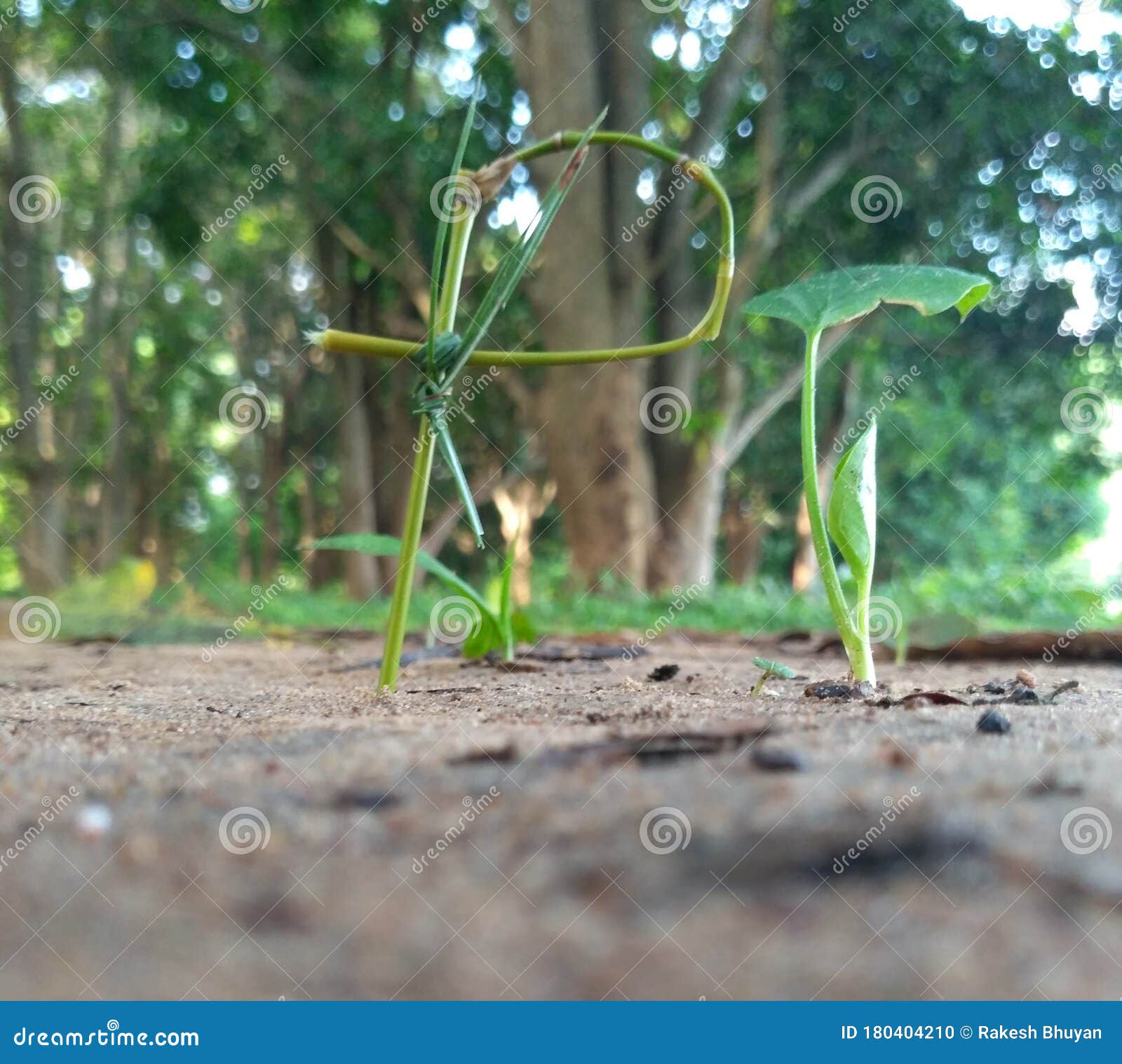 P Letter Natural Tree Background Photography Ll Stock Photo - Image of ...