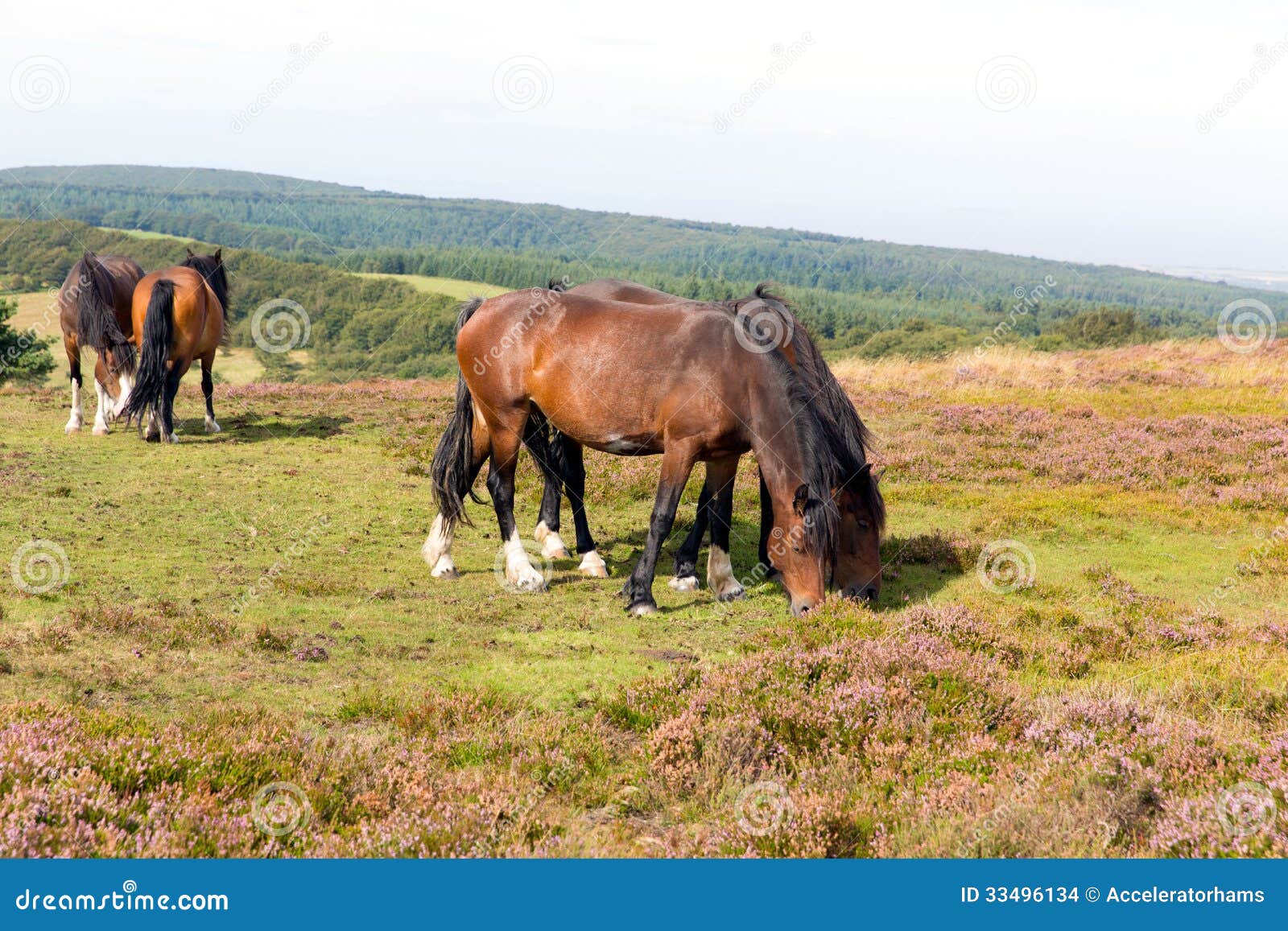 Pôneis E Montes Selvagens Somerset De Quantock Da Urze Foto de Stock ...