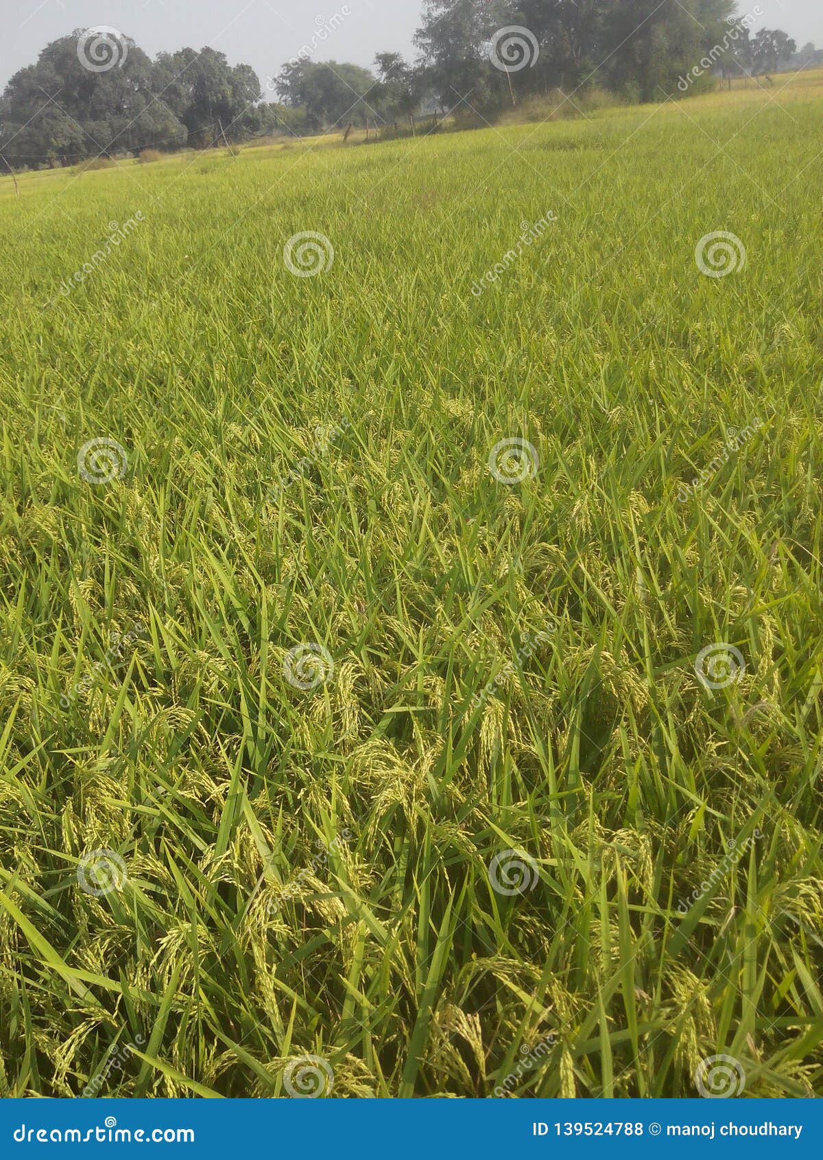 P stock photo. Image of plant, paddy, green, food - 139524788