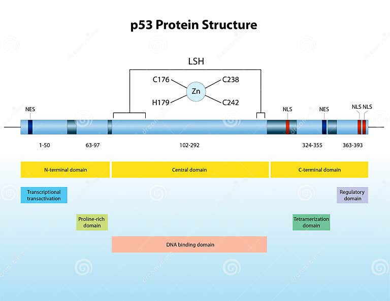 P53 protein structure stock illustration. Illustration of gene - 91630656