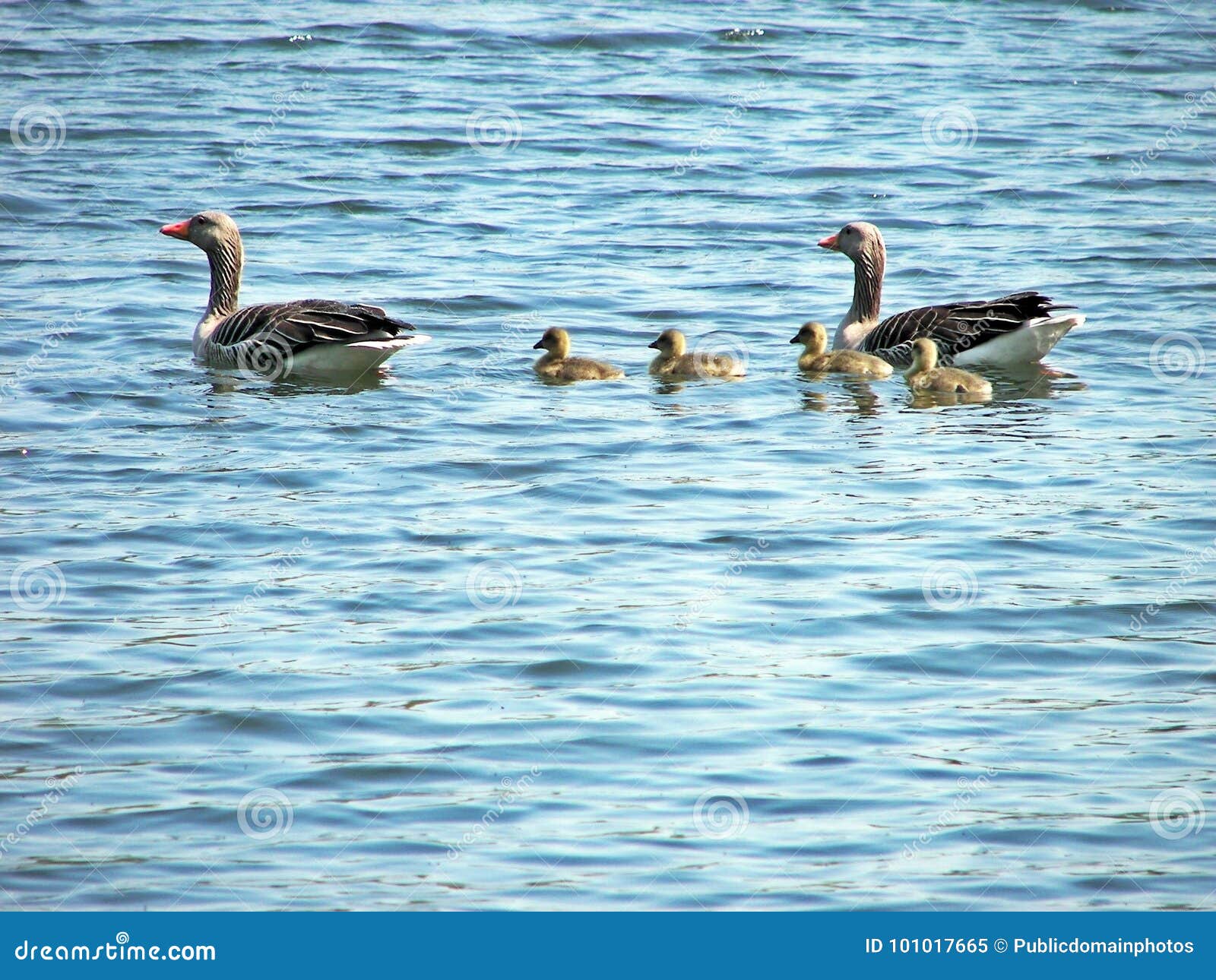 P?ssaro, Pato, P?ssaro De ?gua, ?gua Imagem. Imagem: 101017665