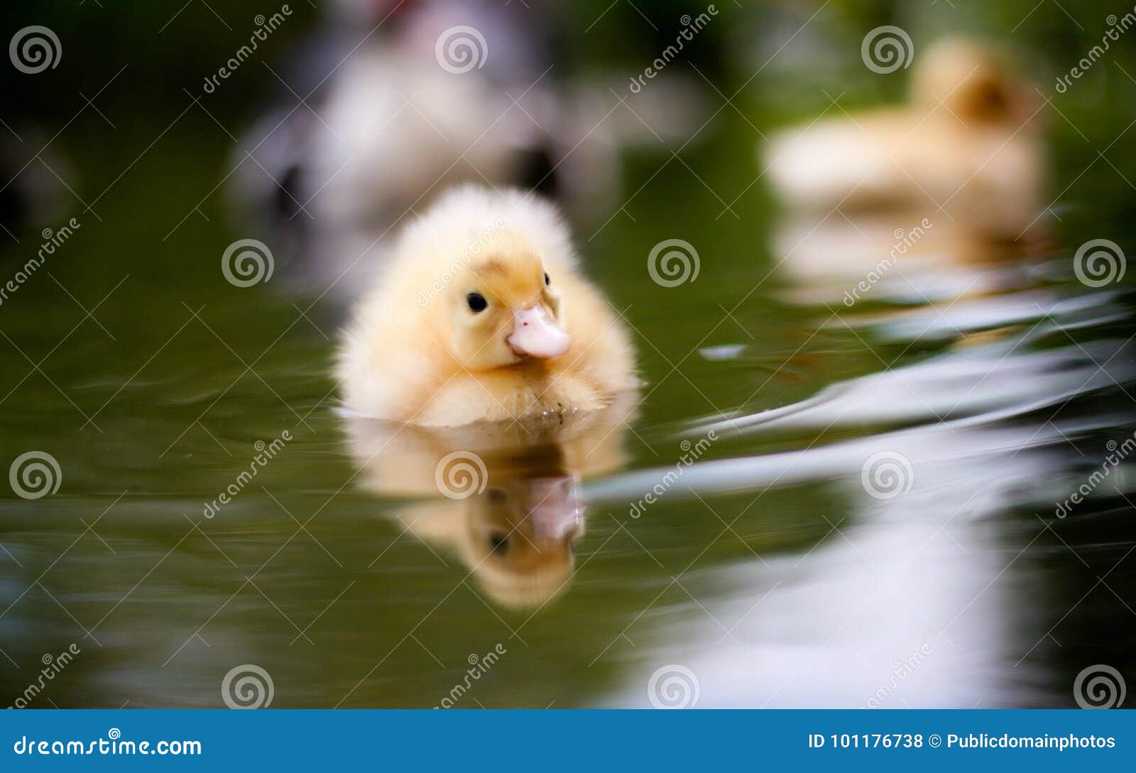 P?ssaro, Pato, P?ssaro De ?gua, ?gua Imagem. Imagem: 101176738