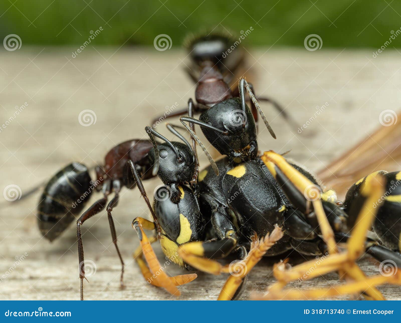 P5140443 Two Hercules Ants, Camponotus Herculeanus, Biting a Dead Wasp ...