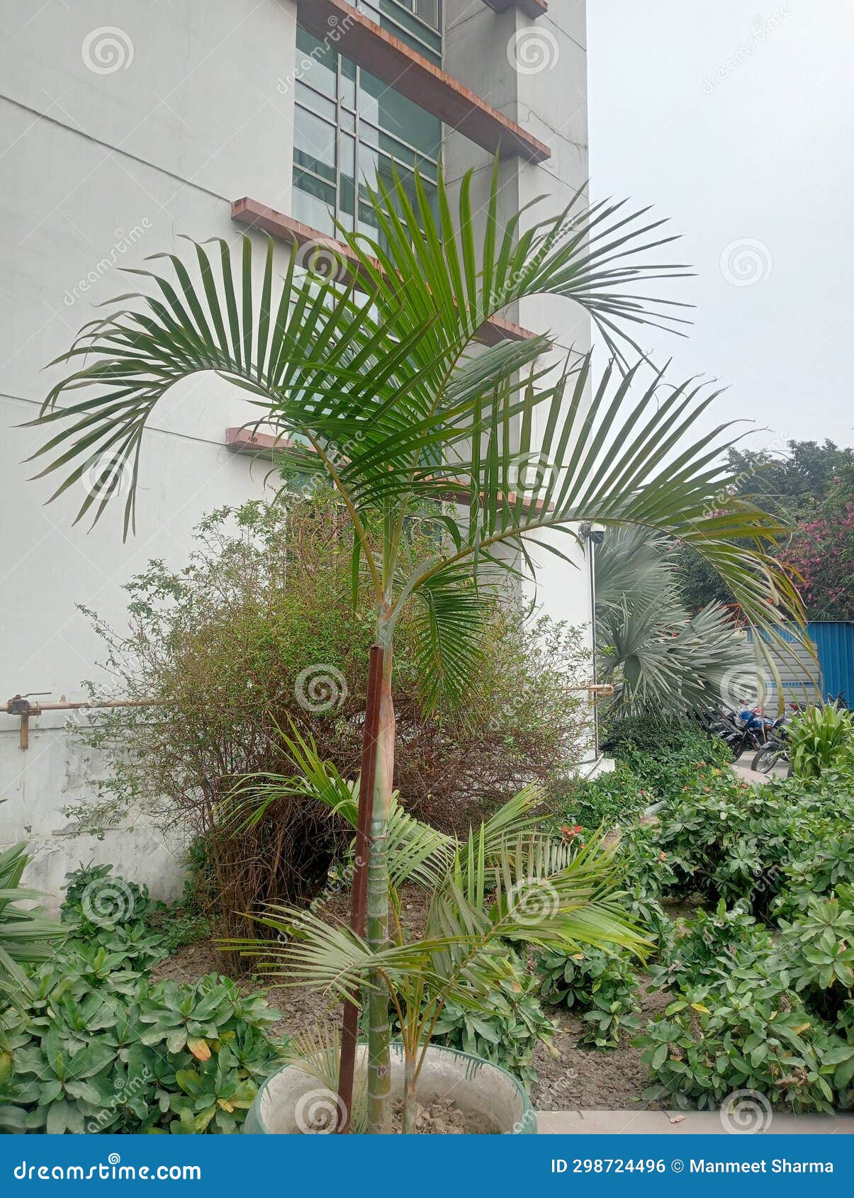 Paam Tree for Good Oxygenation Stock Photo - Image of tree, good: 298724496