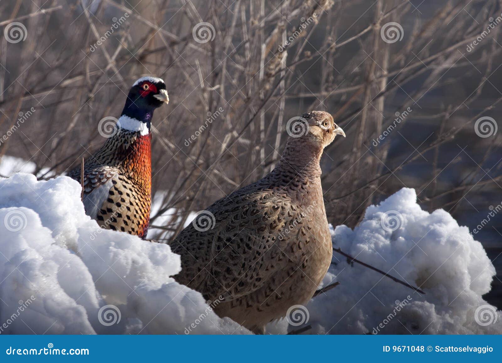 Paar Fazanten, Phasianus Colchicusmongolicus Stock Foto - Image of ...