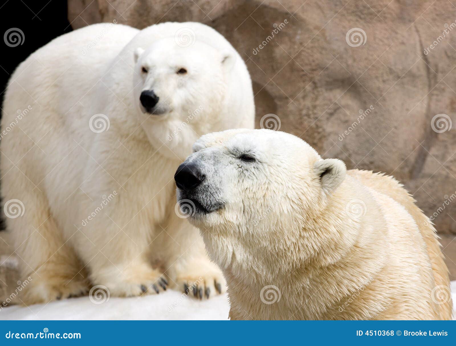 Paar Ijsberen stock foto. Image of nieuwsgierig, ontspanning - 4510368