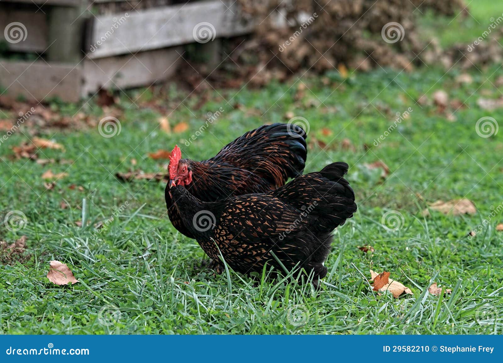 Paar Kippen Cochin stock foto. Image of achtergronden - 29582210