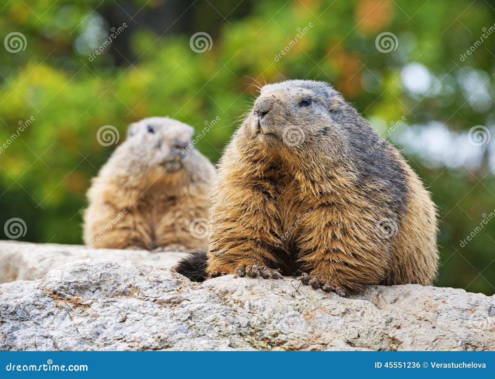 Paar marmotten stock foto. Image of grond, grappig, paar - 45551236