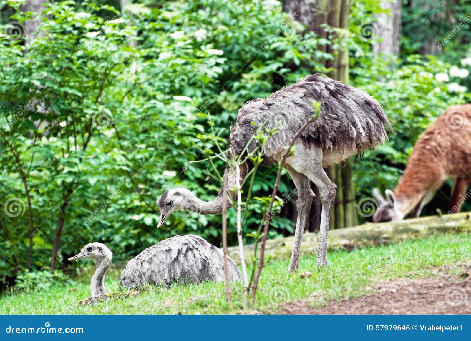 Paar Van Emoe (Dromaius-novaehollandiae) Stock Foto - Image of ...
