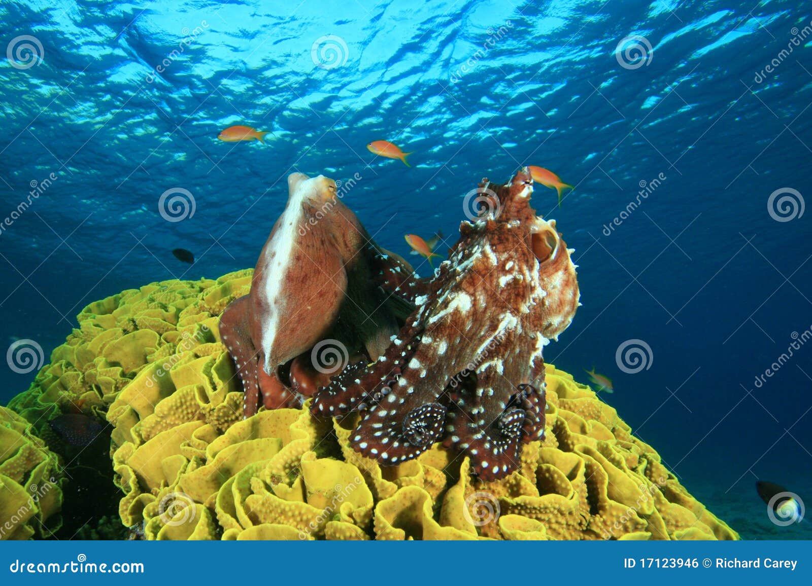 Paar van Octopus stock foto. Image of kleurrijk, ecosysteem - 17123946