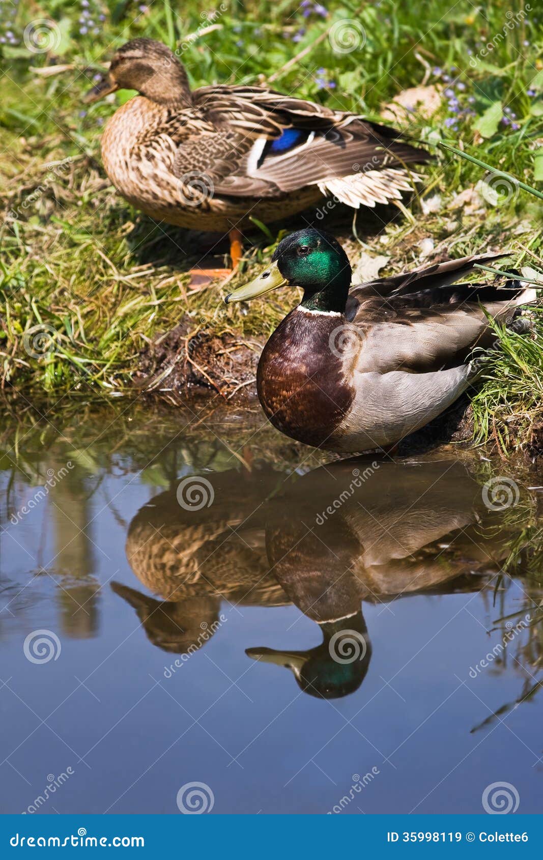 Paar Van Wilde Eenden of Wilde Eenden Stock Afbeelding - Image of wild ...