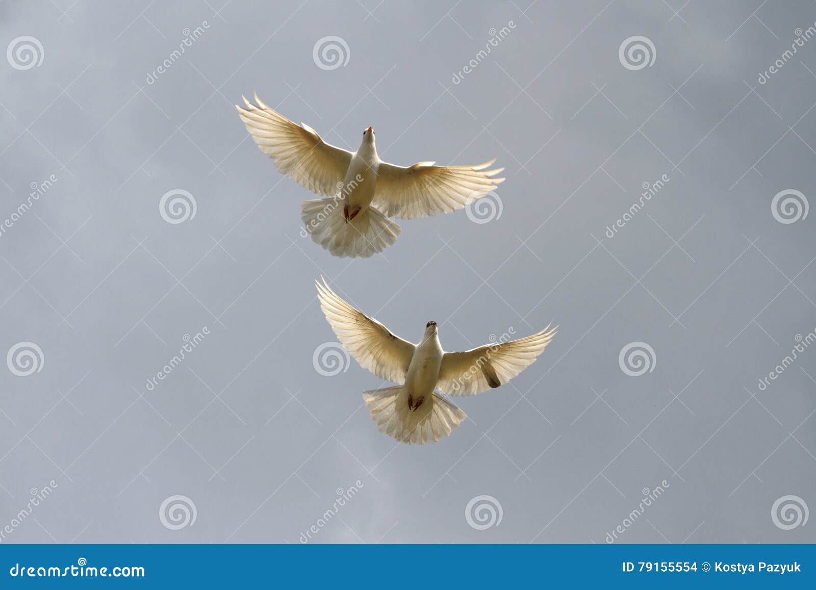 Paar Witte Duiven in De Grijze Hemel Stock Foto - Image of handen, veer ...