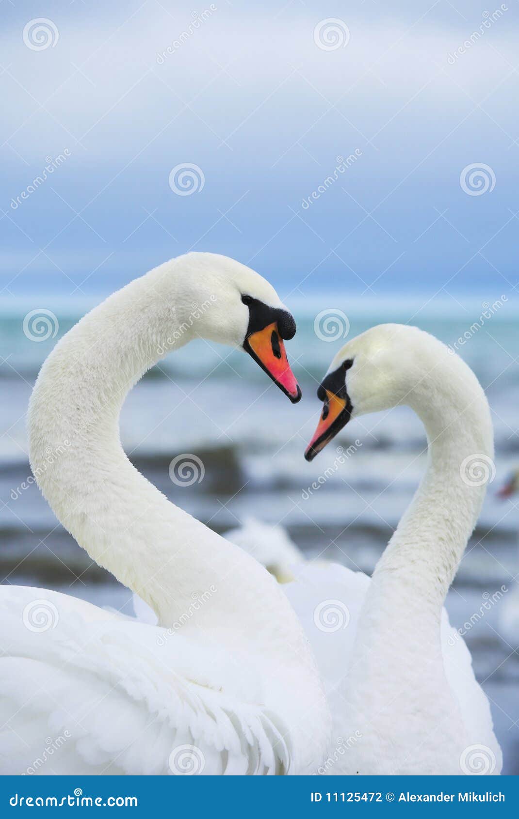 Paar witte zwanen stock foto. Image of tafereel, schoonheid - 11125472