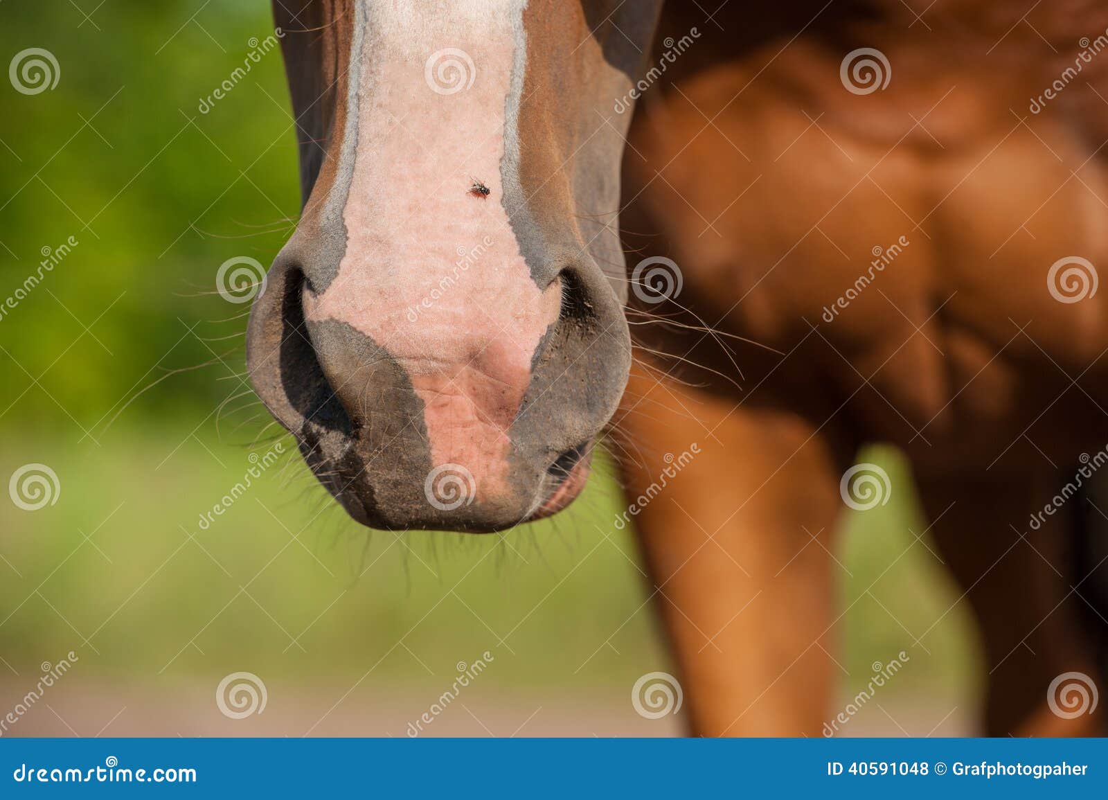Paard stock foto. Image of vlieg, merrie, paarden, neus - 40591048