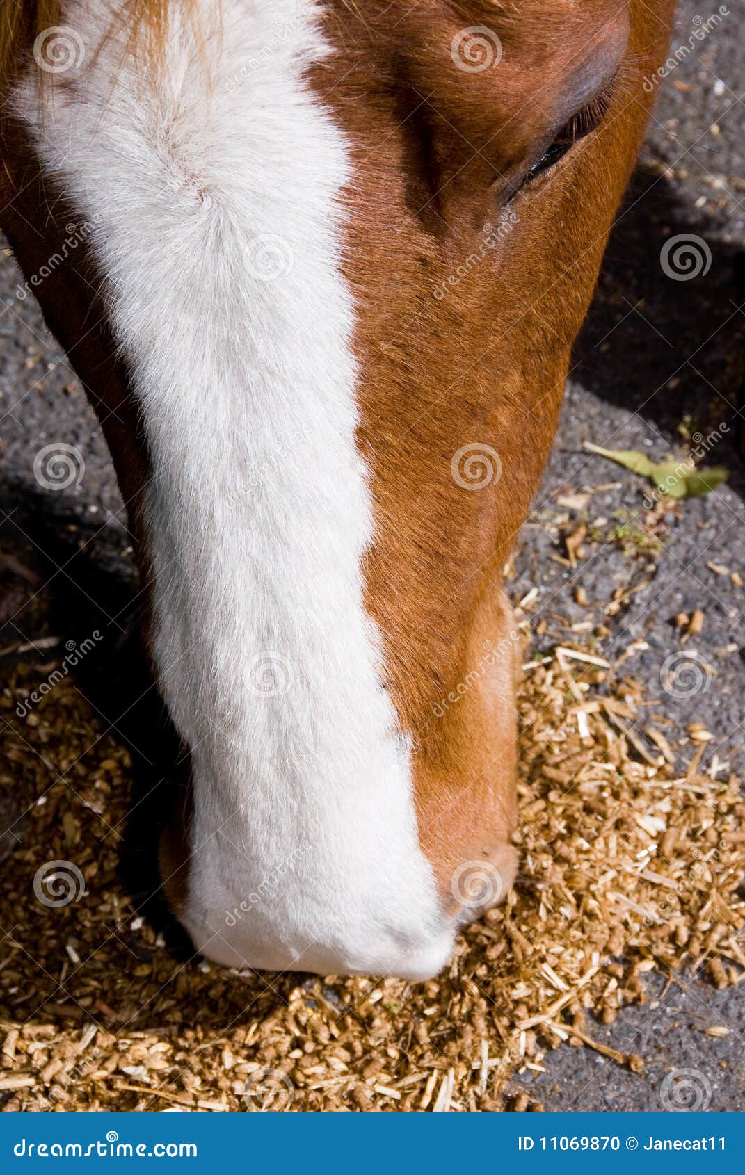 Paard dat 2 eet stock foto. Image of maïs, glanzend, eten - 11069870