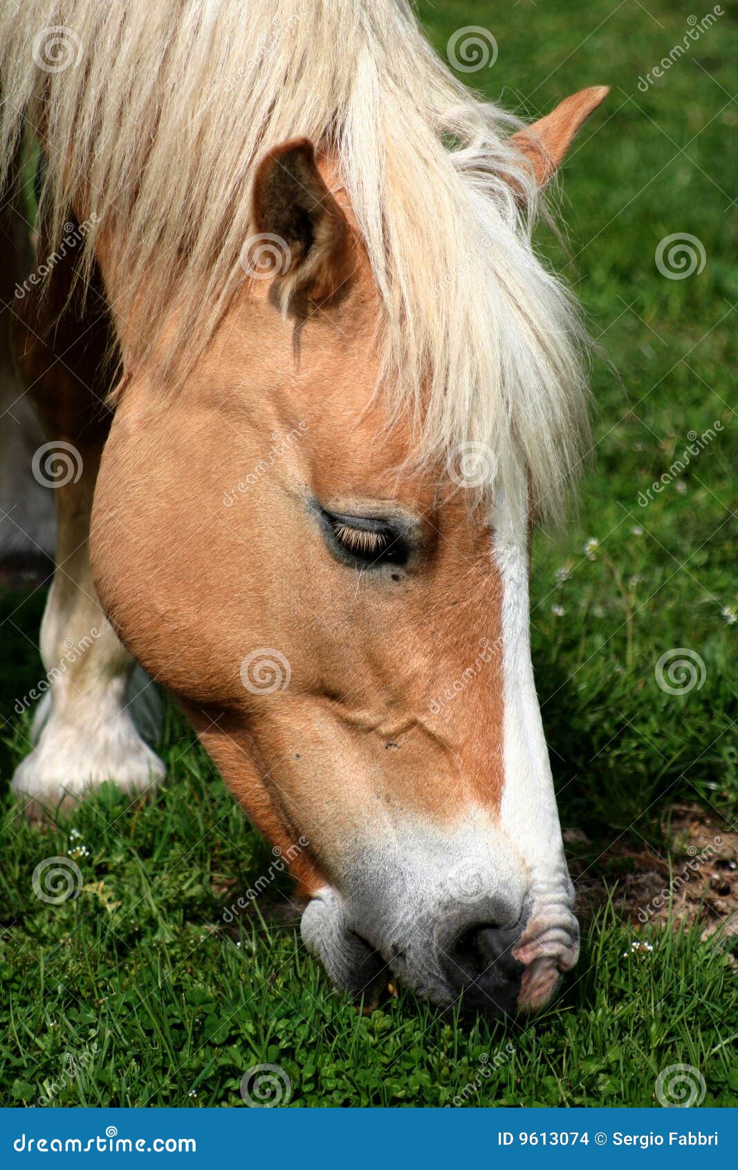 Paard dat gras/detail eet stock foto. Image of eating - 9613074