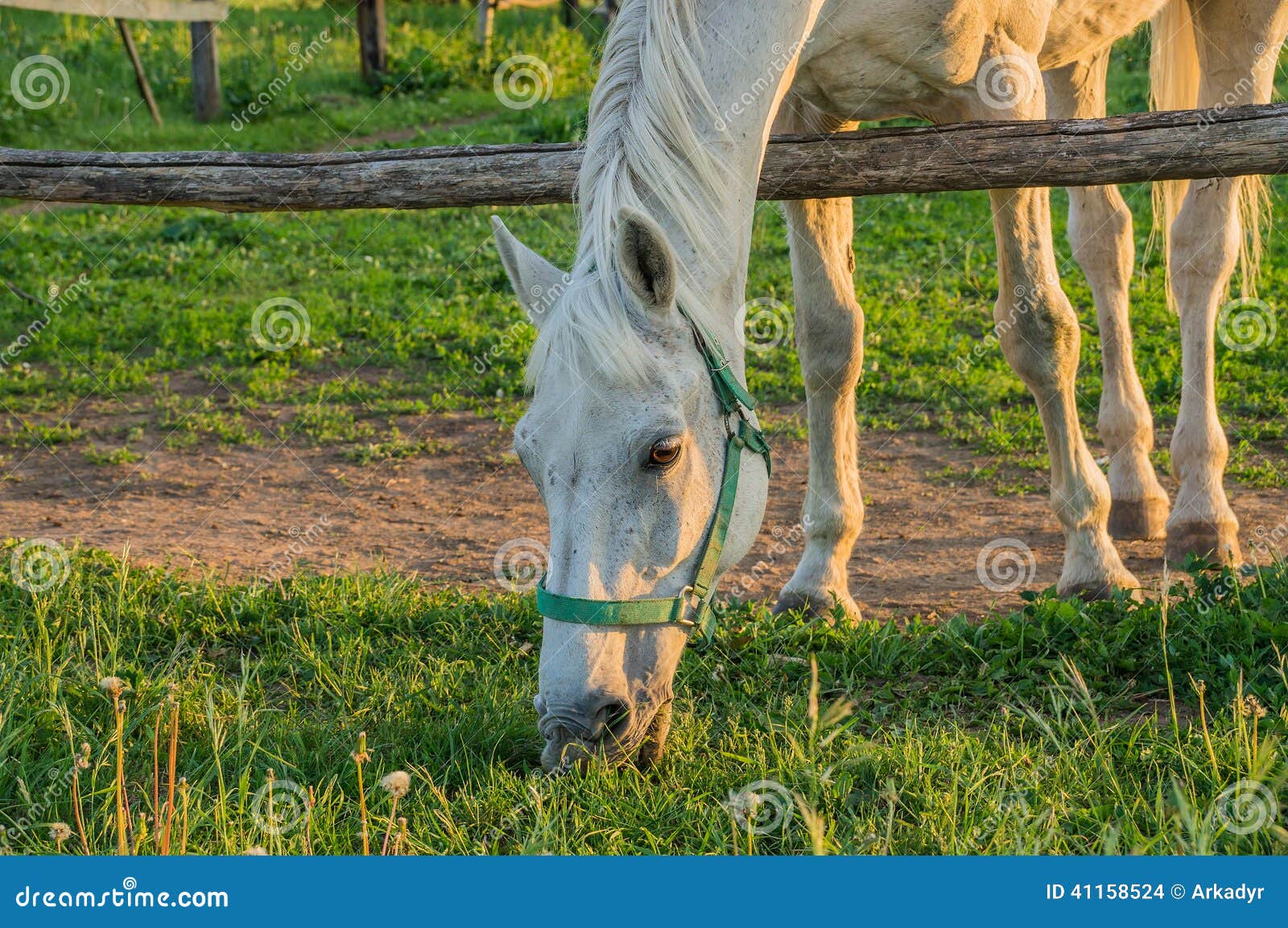 Paard dat Gras eet stock foto. Image of fauna, begrazing - 41158524