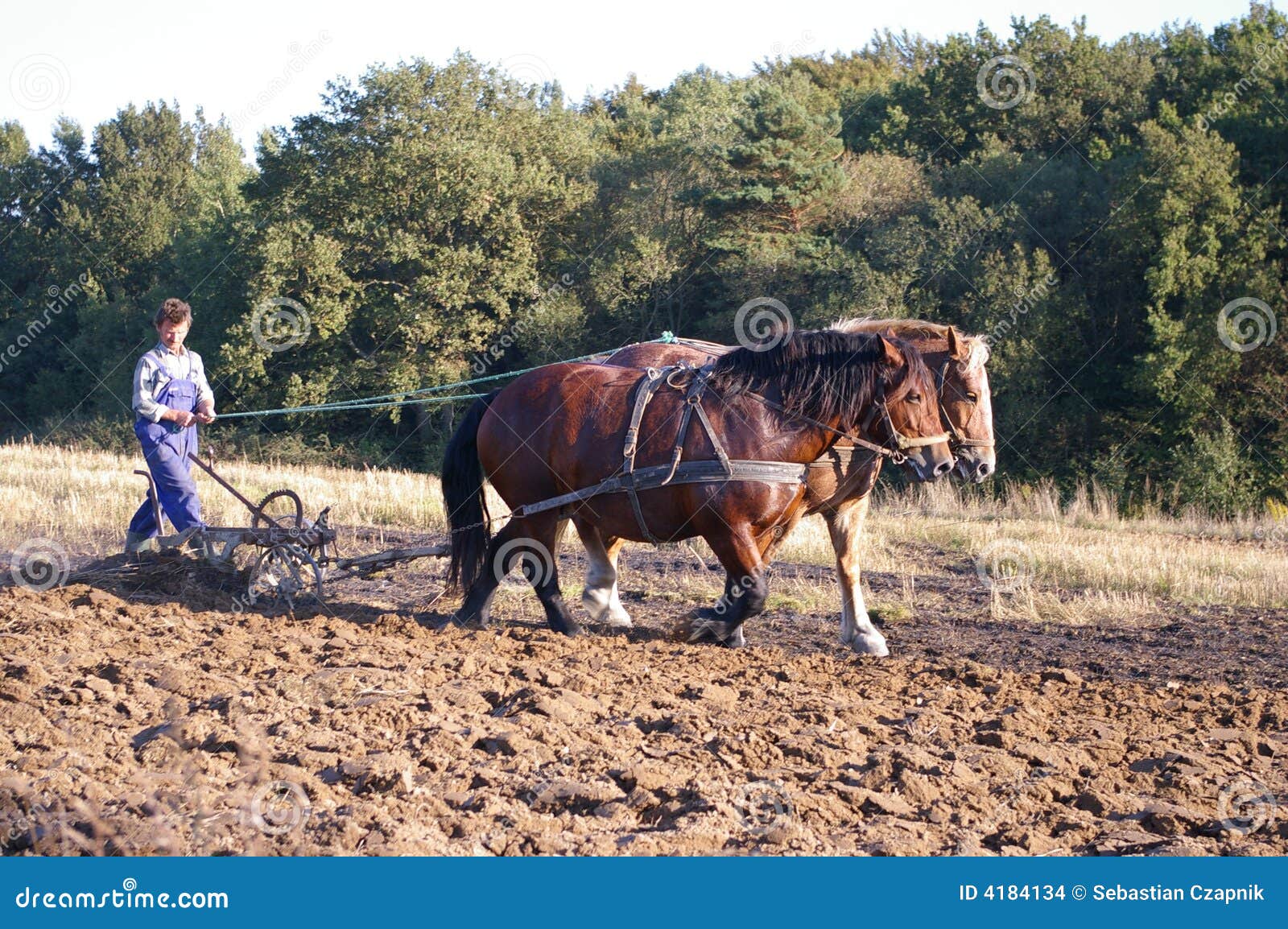Paard dat in Polen ploegt redactionele stock afbeelding. Image of dier ...