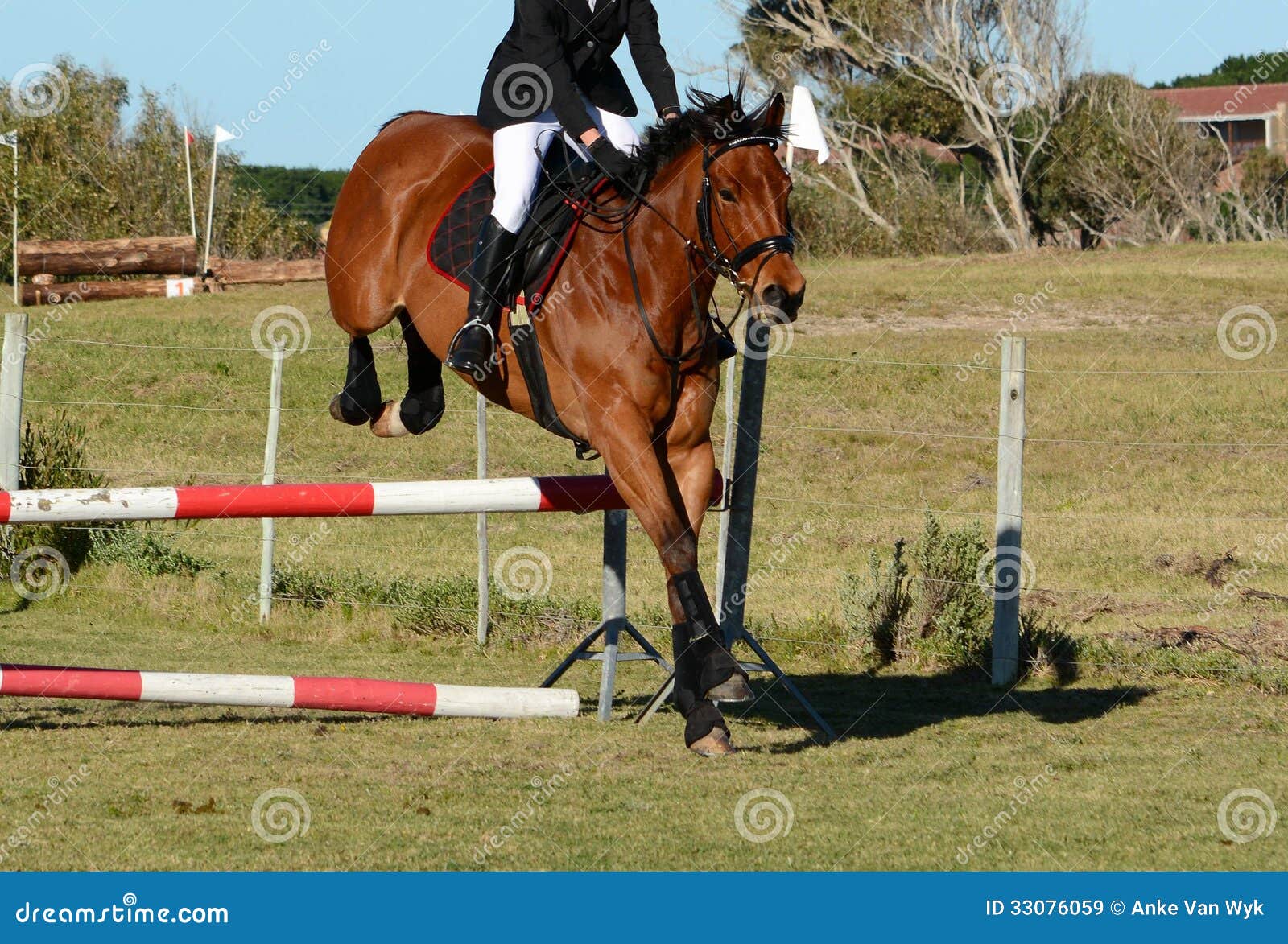 Paard Die Een Sprong Springen Stock Afbeelding - Image of bruin ...