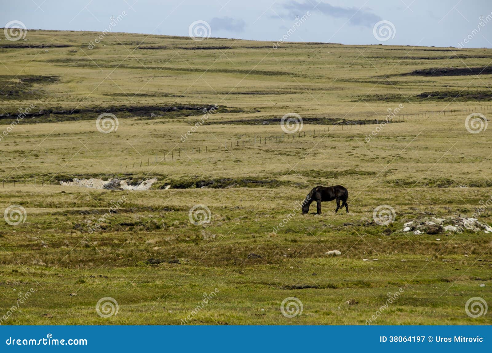 PAARD DIE GRAS ETEN stock afbeelding. Image of eilanden - 38064197