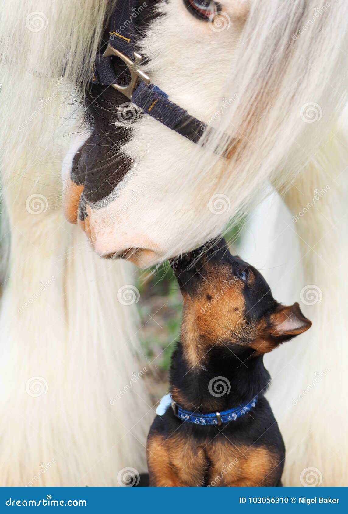 Paard en hond stock foto. Image of paard, hefboom, russell - 103056310