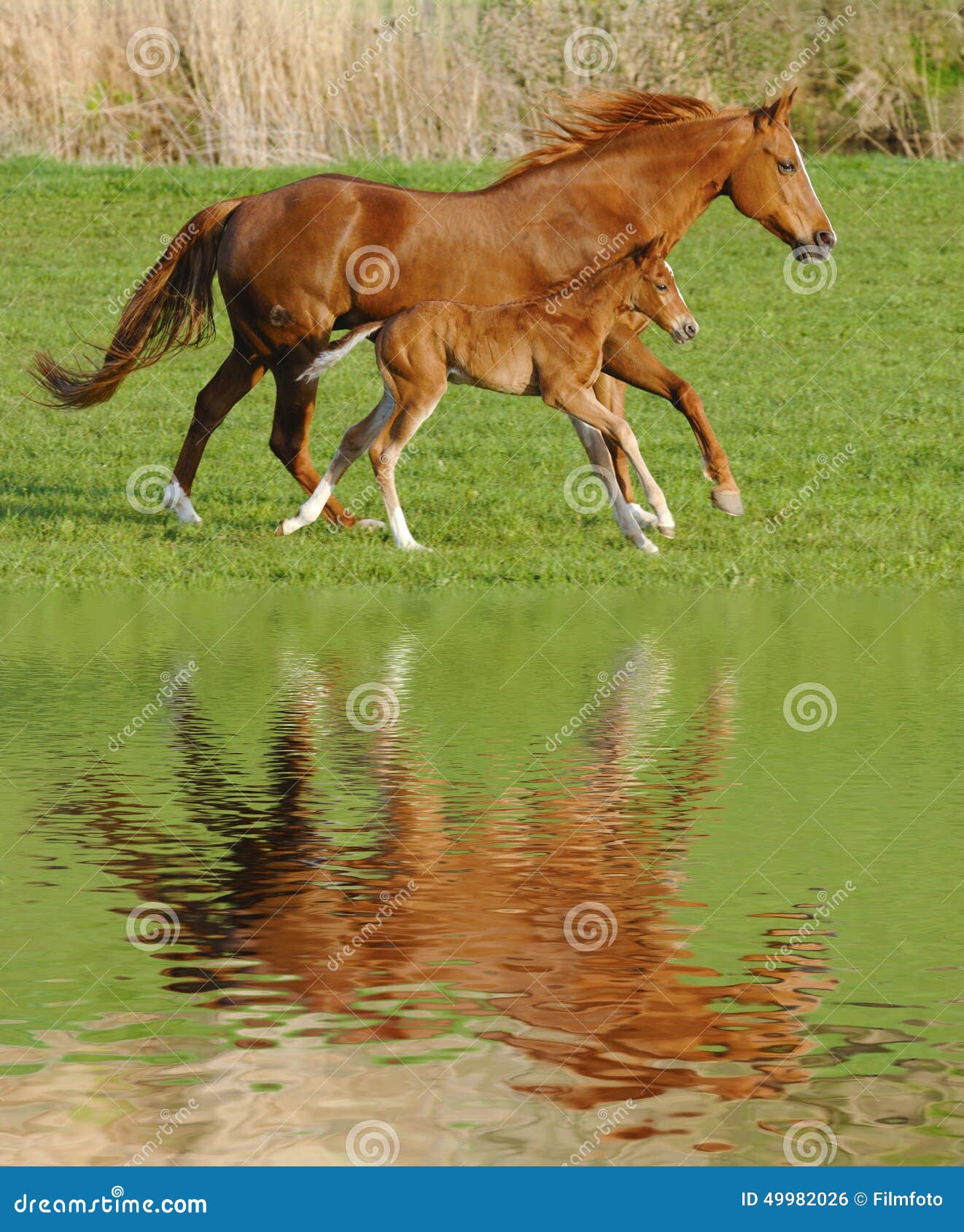 Paard en veulen in galop stock foto. Image of bruin, ruiter - 49982026