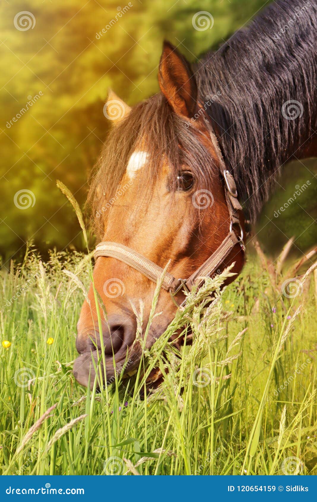 Paard in gras stock afbeelding. Image of zonsondergang - 120654159