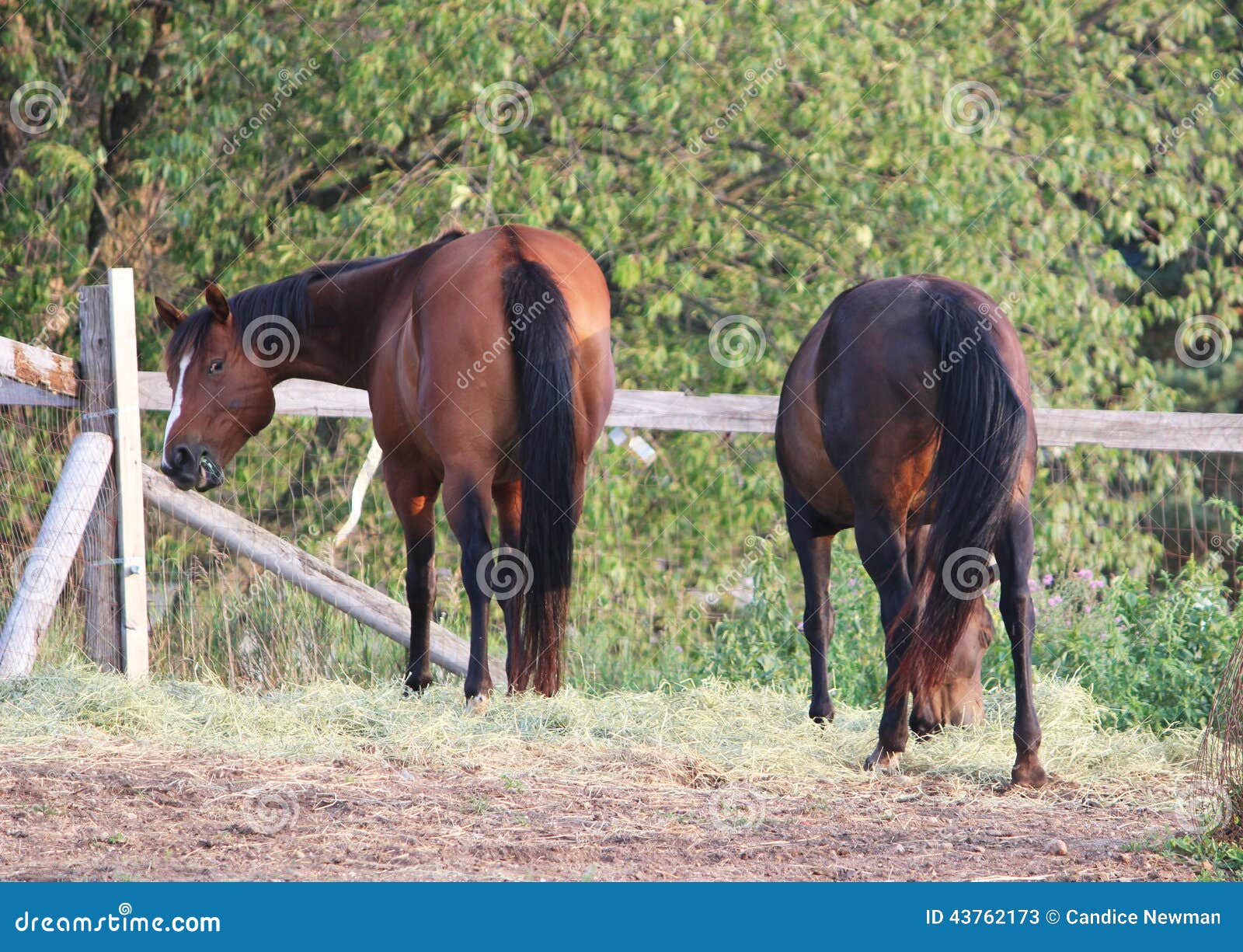 Paard met Bizarre Blik stock afbeelding. Image of licht - 43762173