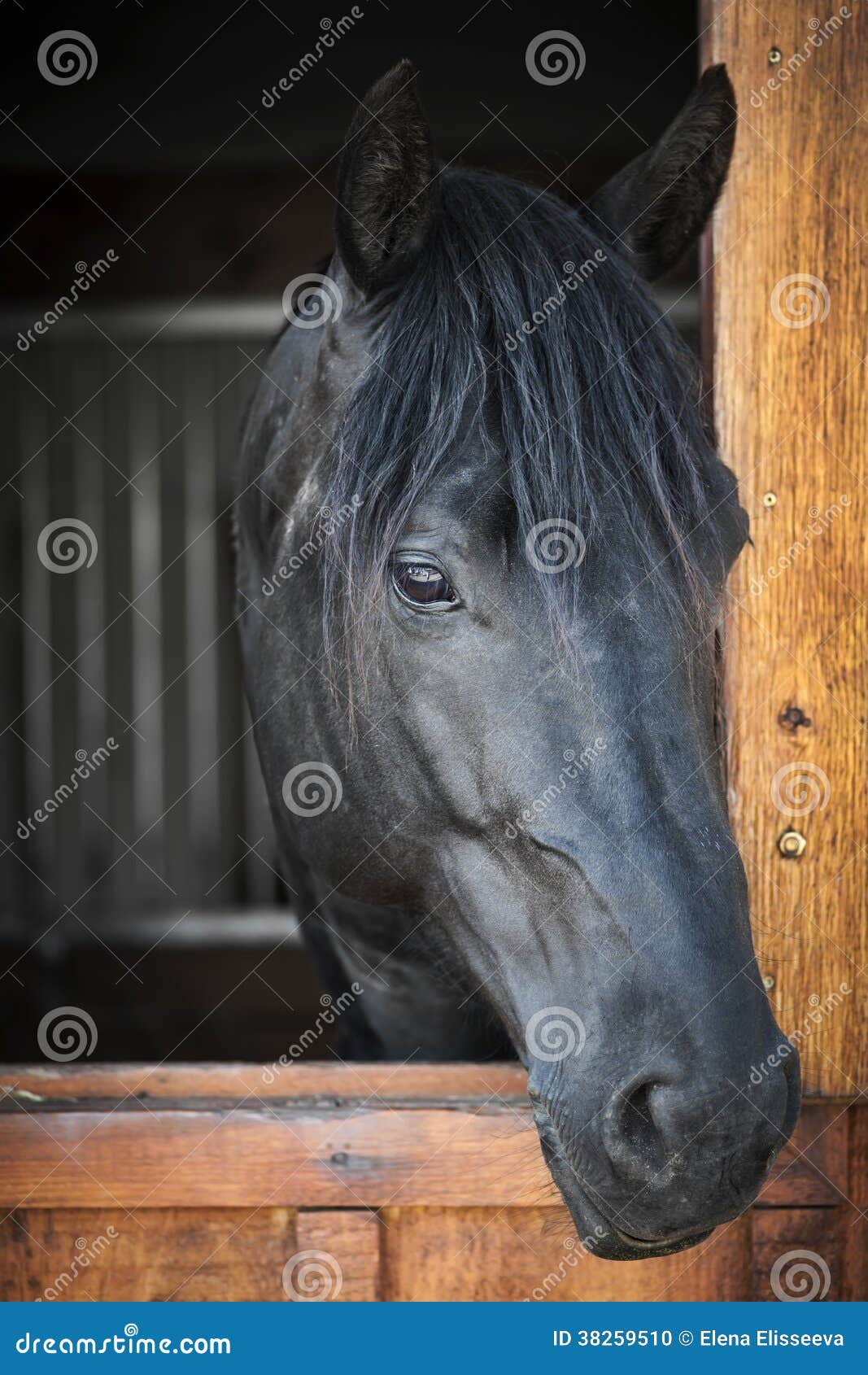 Paard in stal stock foto. Image of kwart, paard, enkelvoudig - 38259510