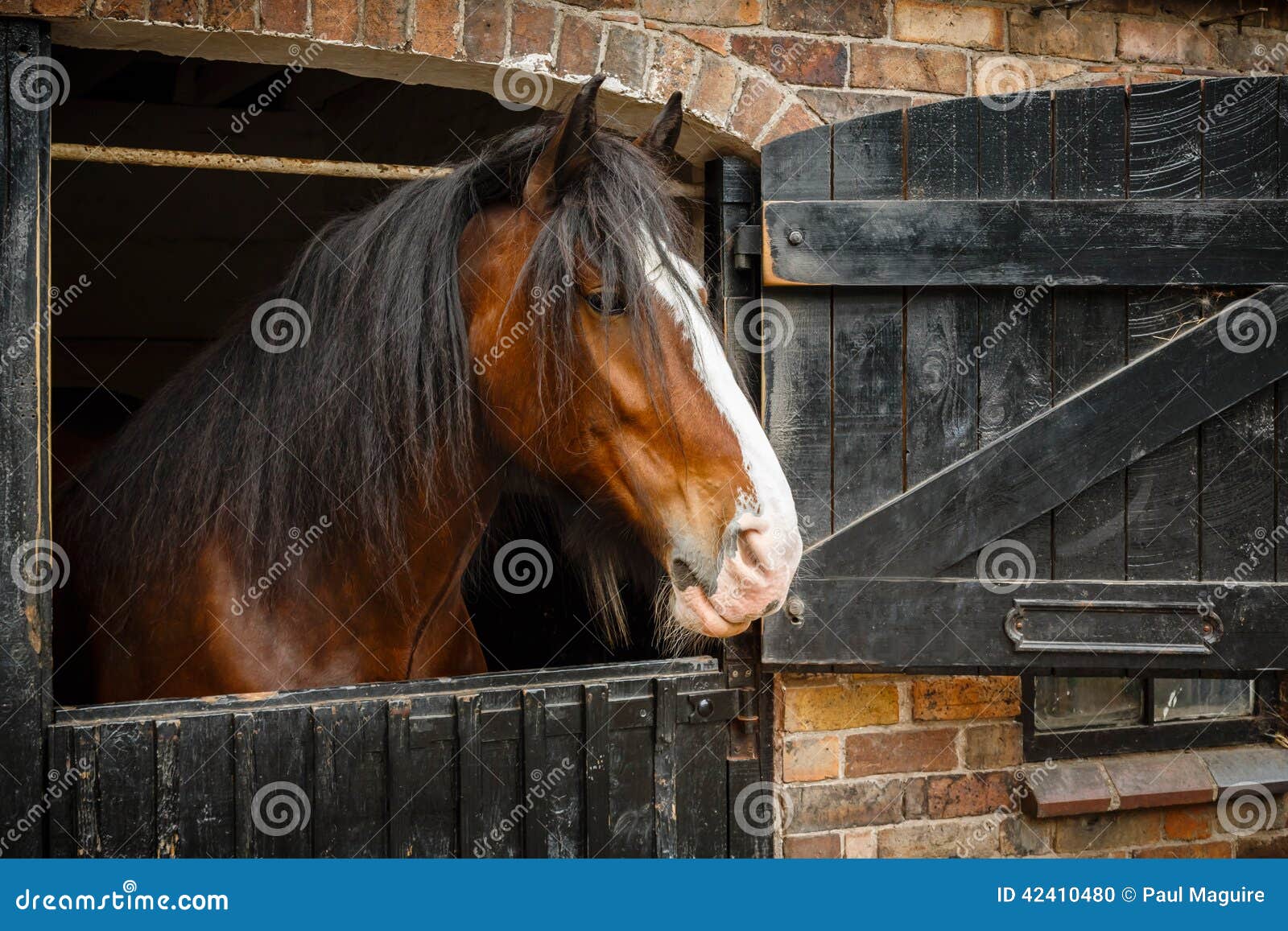 Paard in stal stock foto. Image of buiten, uitziend, manen - 42410480