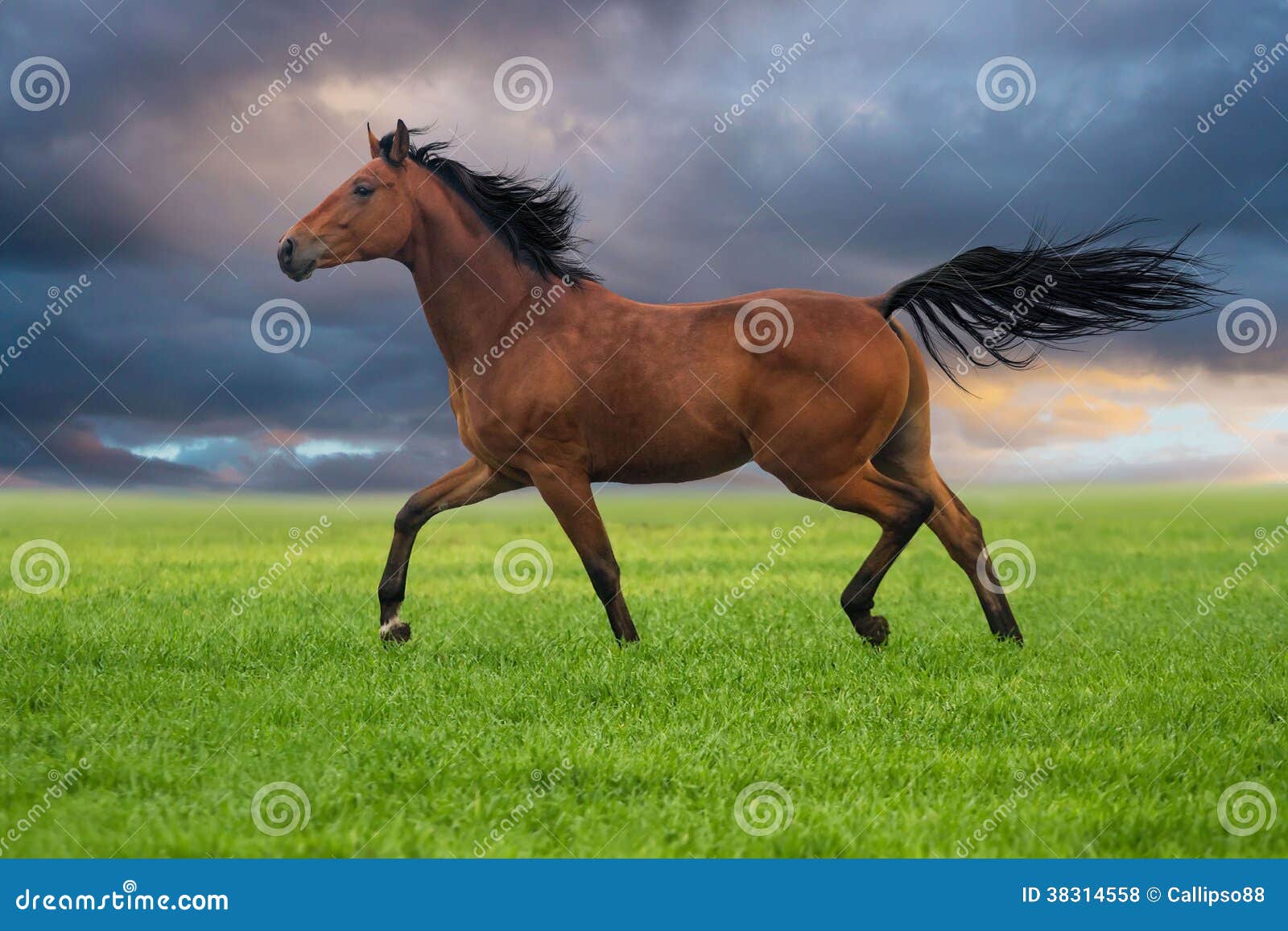 Paard Trott Op Een Groen Gras Stock Foto - Image of zoogdier, vrij ...