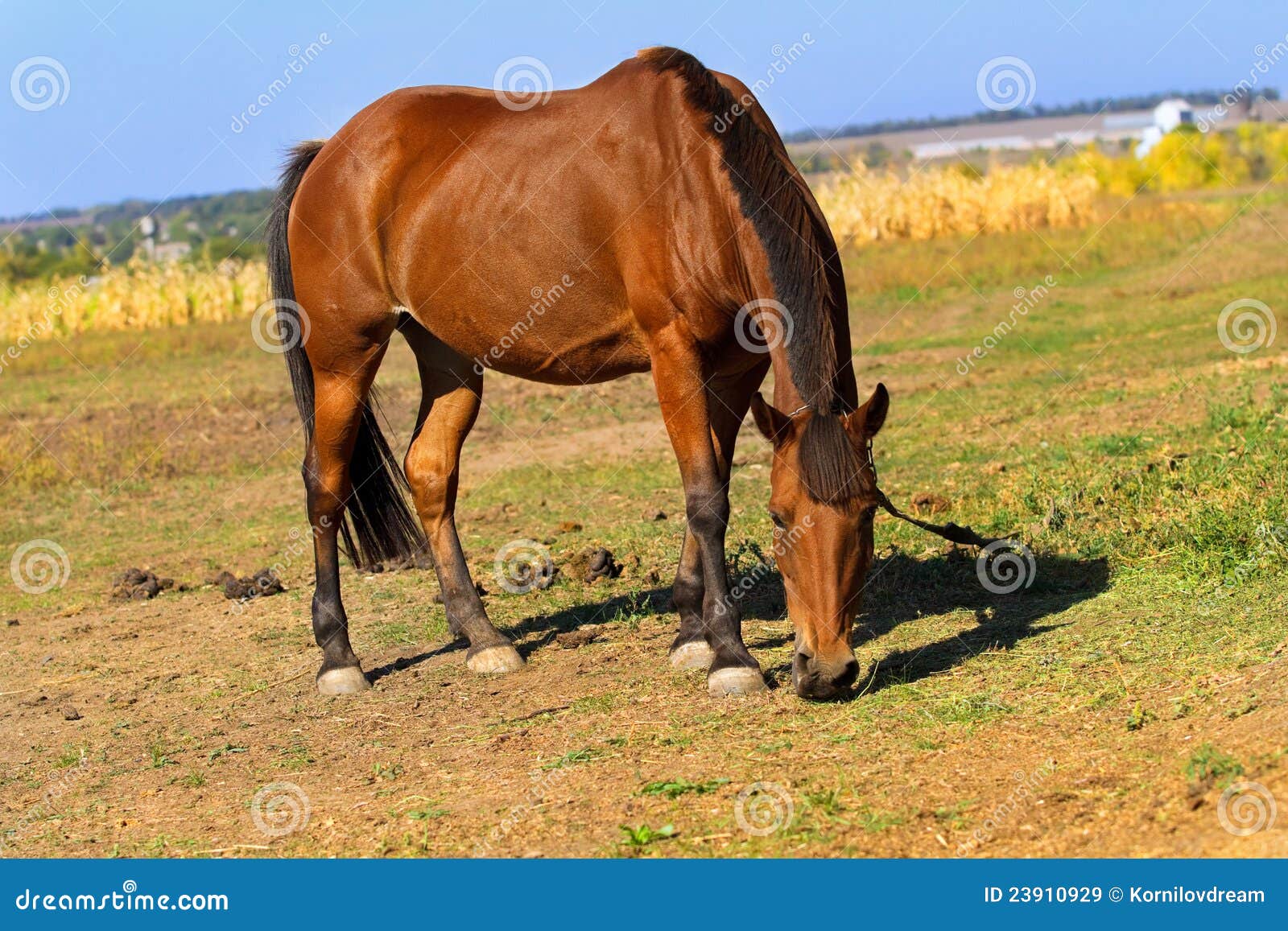 Paard uit bij gras stock afbeelding. Image of vrijheid - 23910929