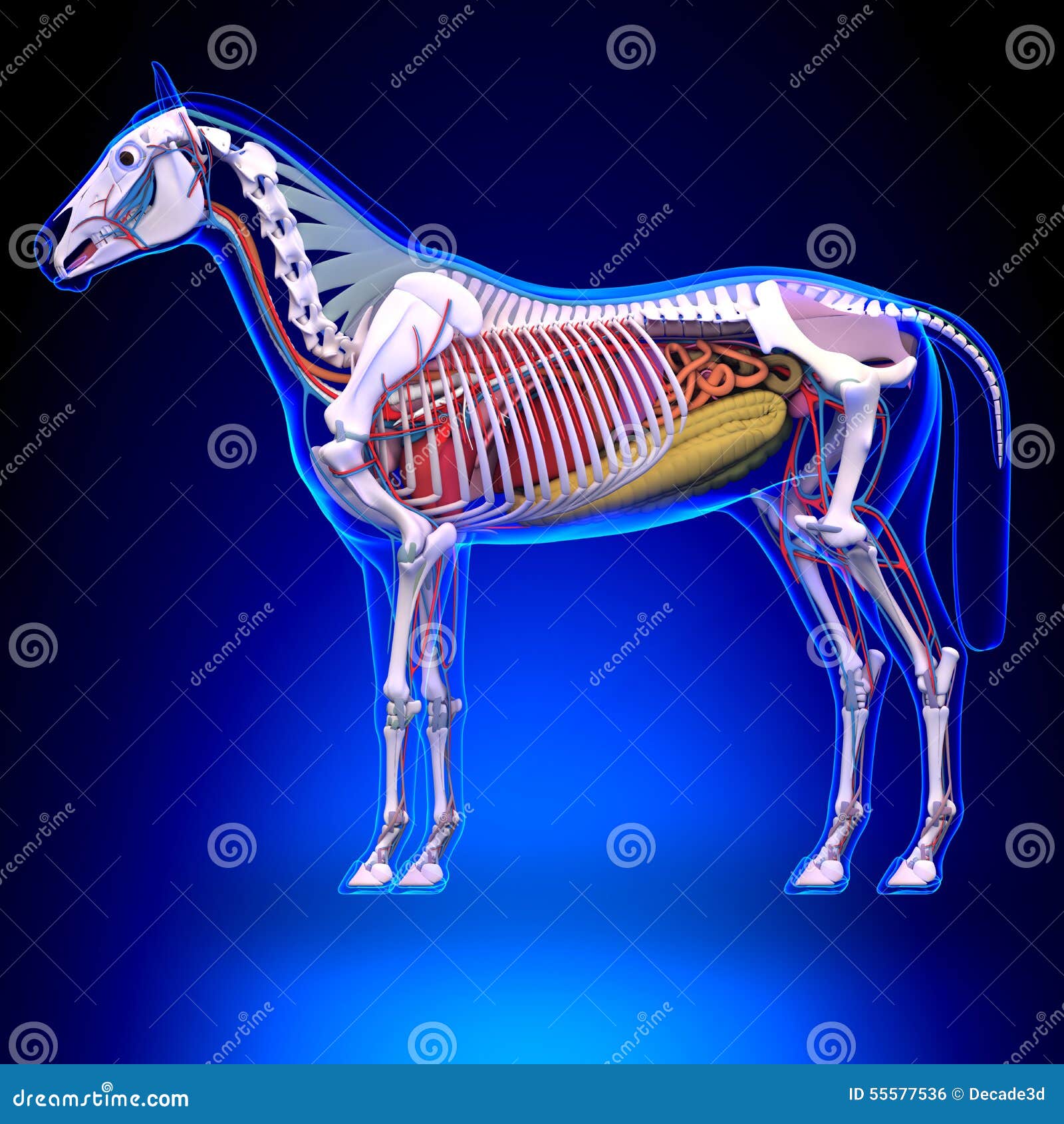 Paardanatomie - Interne Anatomie Van Paard Stock Illustratie ...