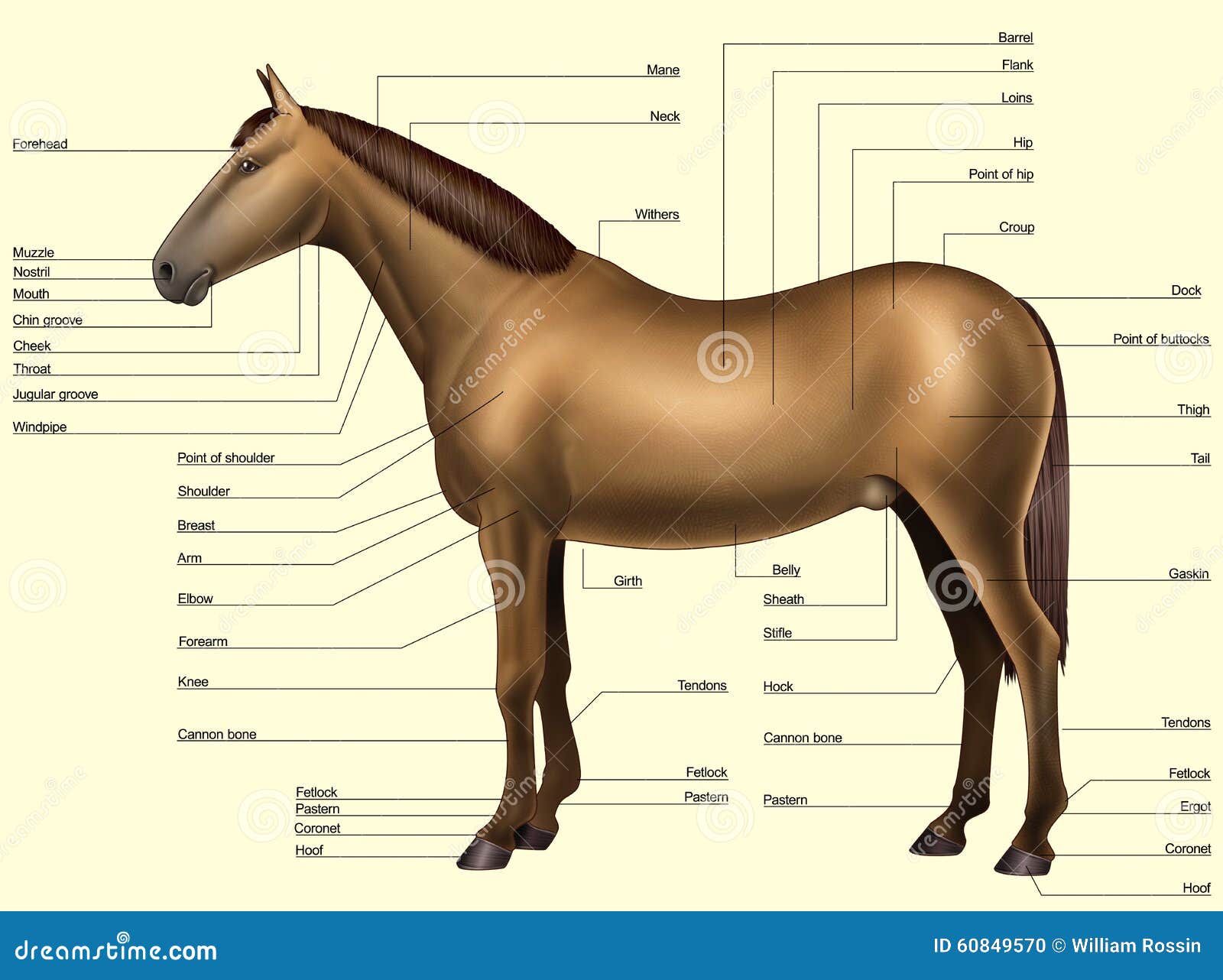 Paardanatomie - Lichaamsdelen Stock Illustratie - Illustration of paard ...