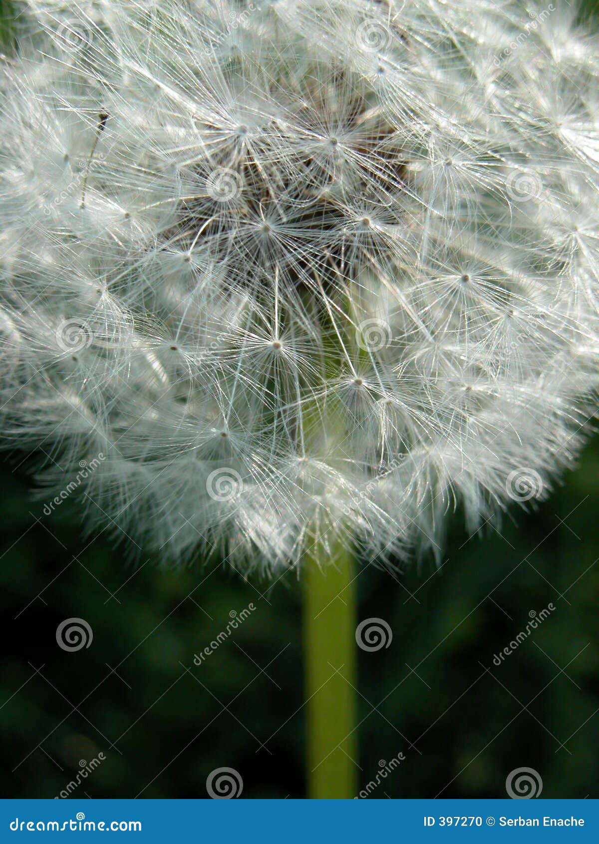 Paardebloem stock foto. Afbeelding bestaande uit griezelig - 397270