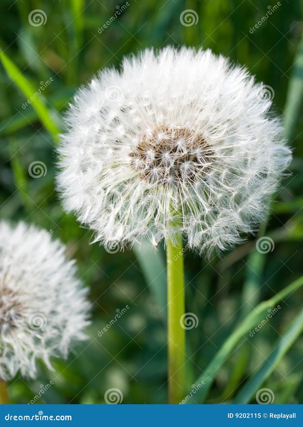 Paardebloem, De Lentebloem Picture. Image: 9202115