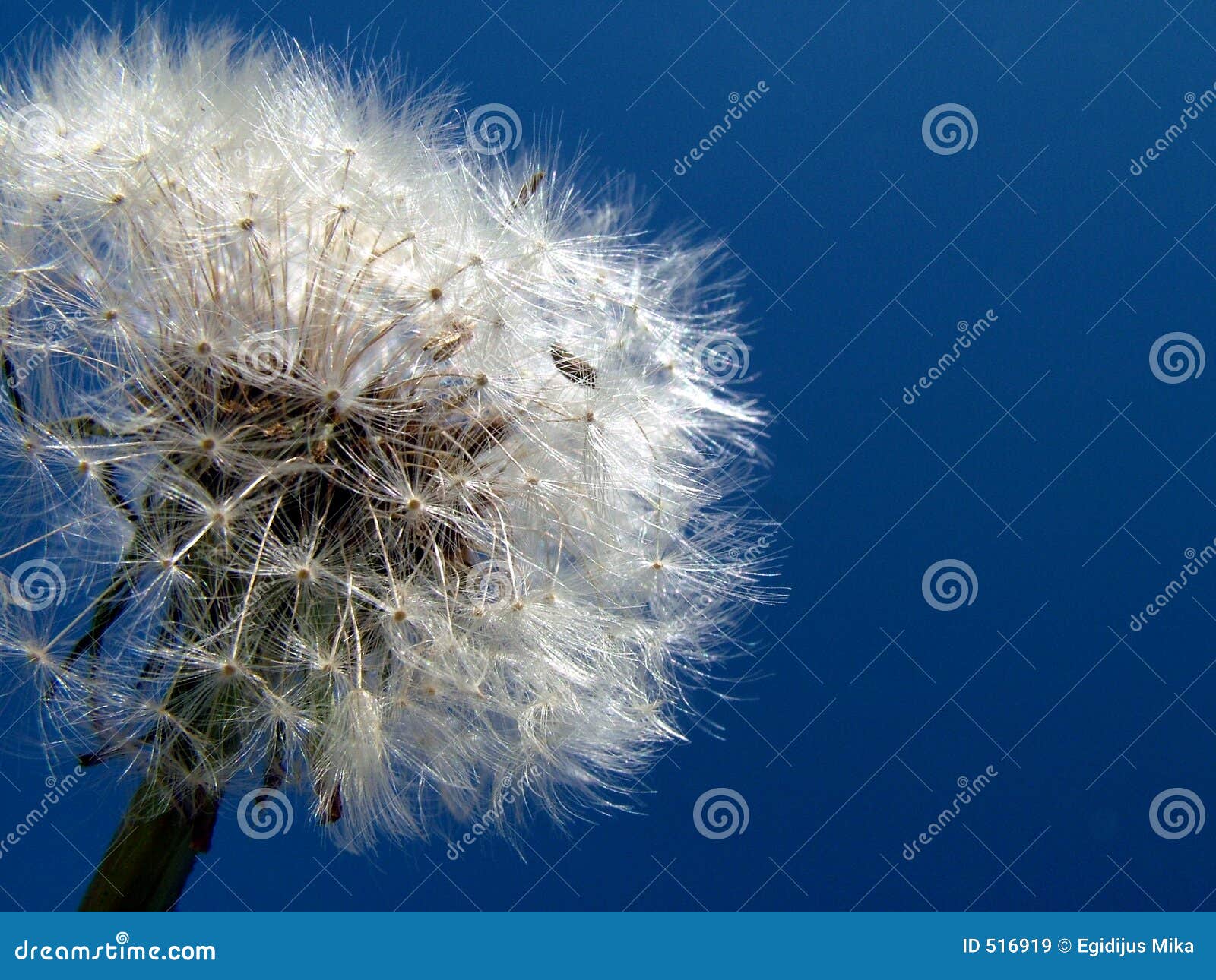 Paardebloem in hemel stock afbeelding. Image of textuur - 516919