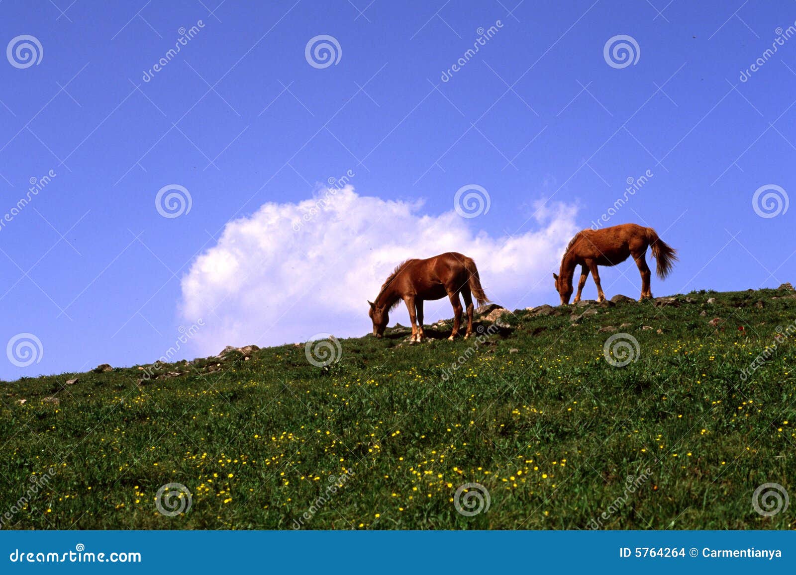 Paarden in de weide stock foto. Image of gebied, wild - 5764264