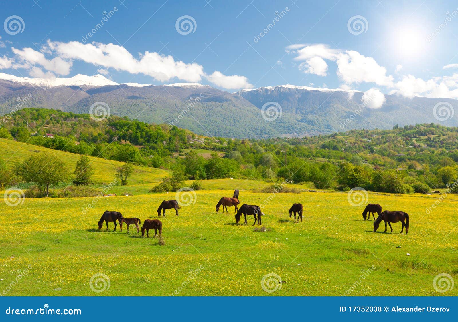 Paarden op groene weide stock foto. Image of weide, landbouwbedrijf ...