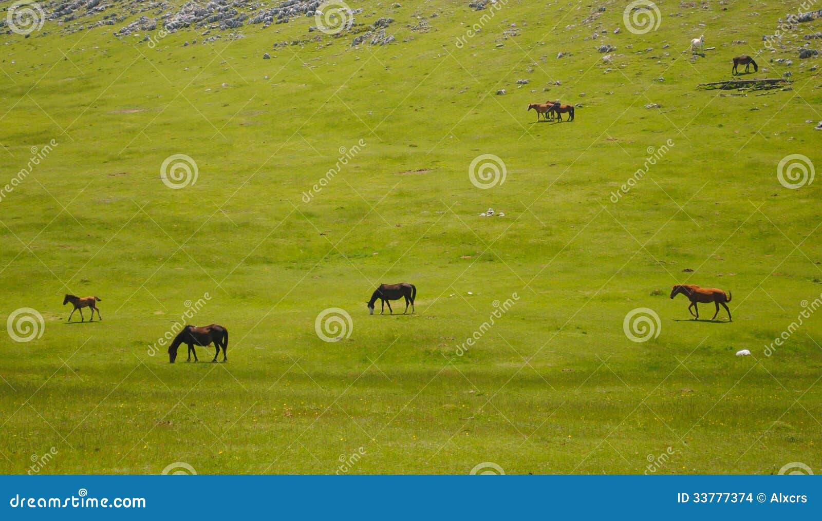 Paarden op groene weide stock foto. Image of heuvels - 33777374