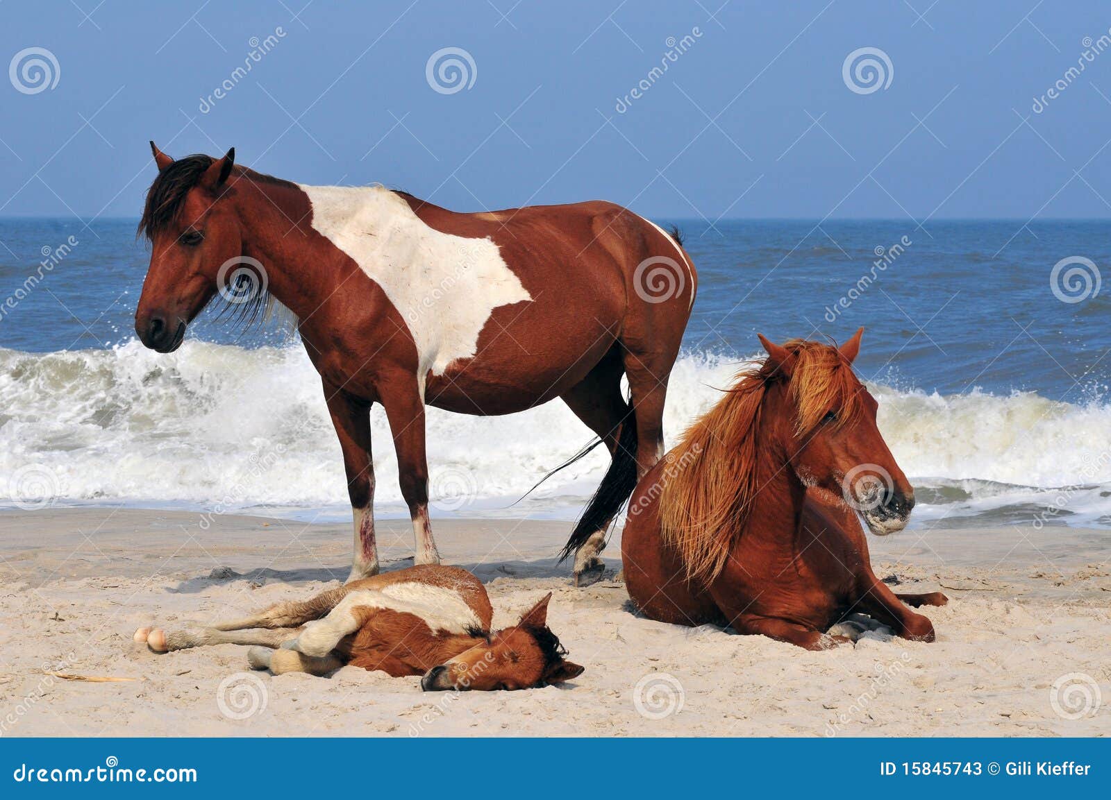 Paarden op het strand stock afbeelding. Image of dieren - 15845743