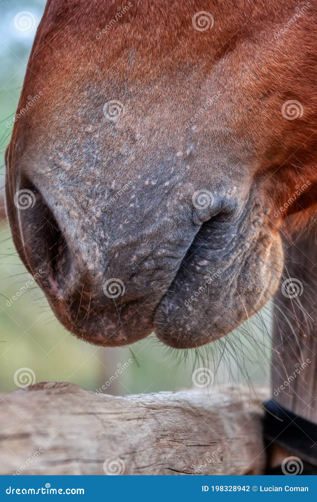Paardenkop stock foto. Image of land, dier, nave, ruiter - 198328942